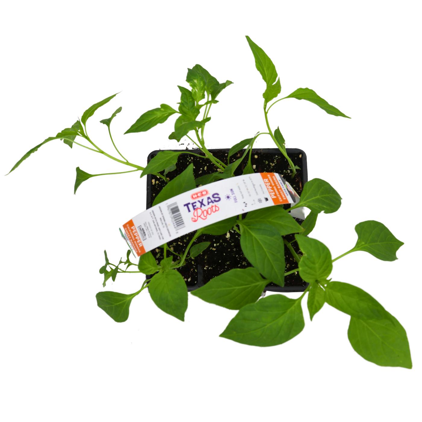 H-E-B Texas Roots Sweet California Bell Pepper Plant - Shop Potted ...