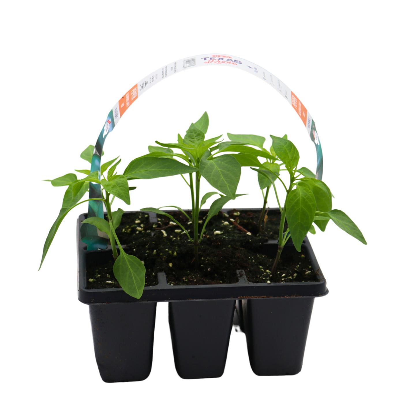 H-E-B Texas Roots Early Hot Jalapeno Pepper Plant - Shop Potted plants ...