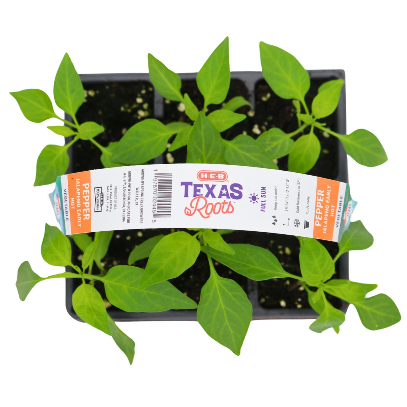 H-E-B Texas Roots Early Hot Jalapeno Pepper Plant - Shop Potted plants ...