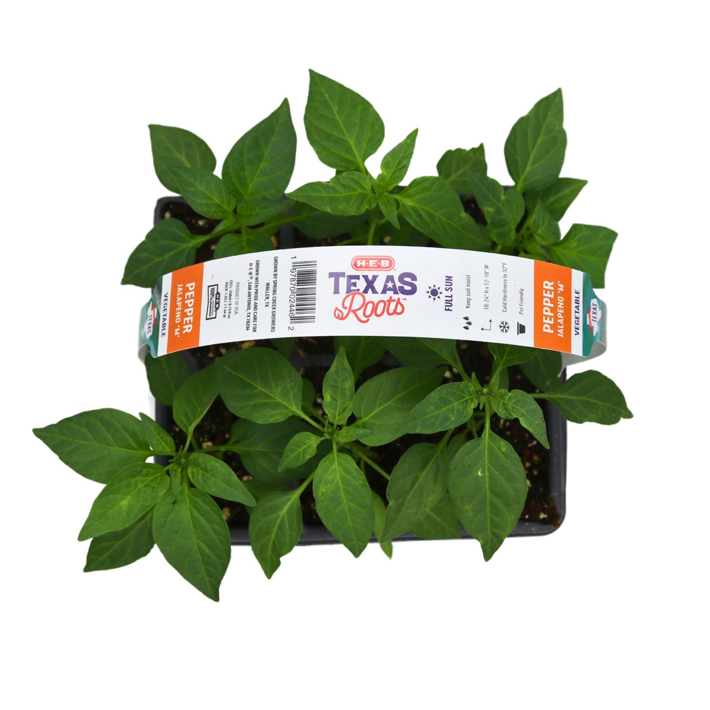 H-E-B Texas Roots Jalapeno M Pepper Plant - Shop Potted plants at H-E-B
