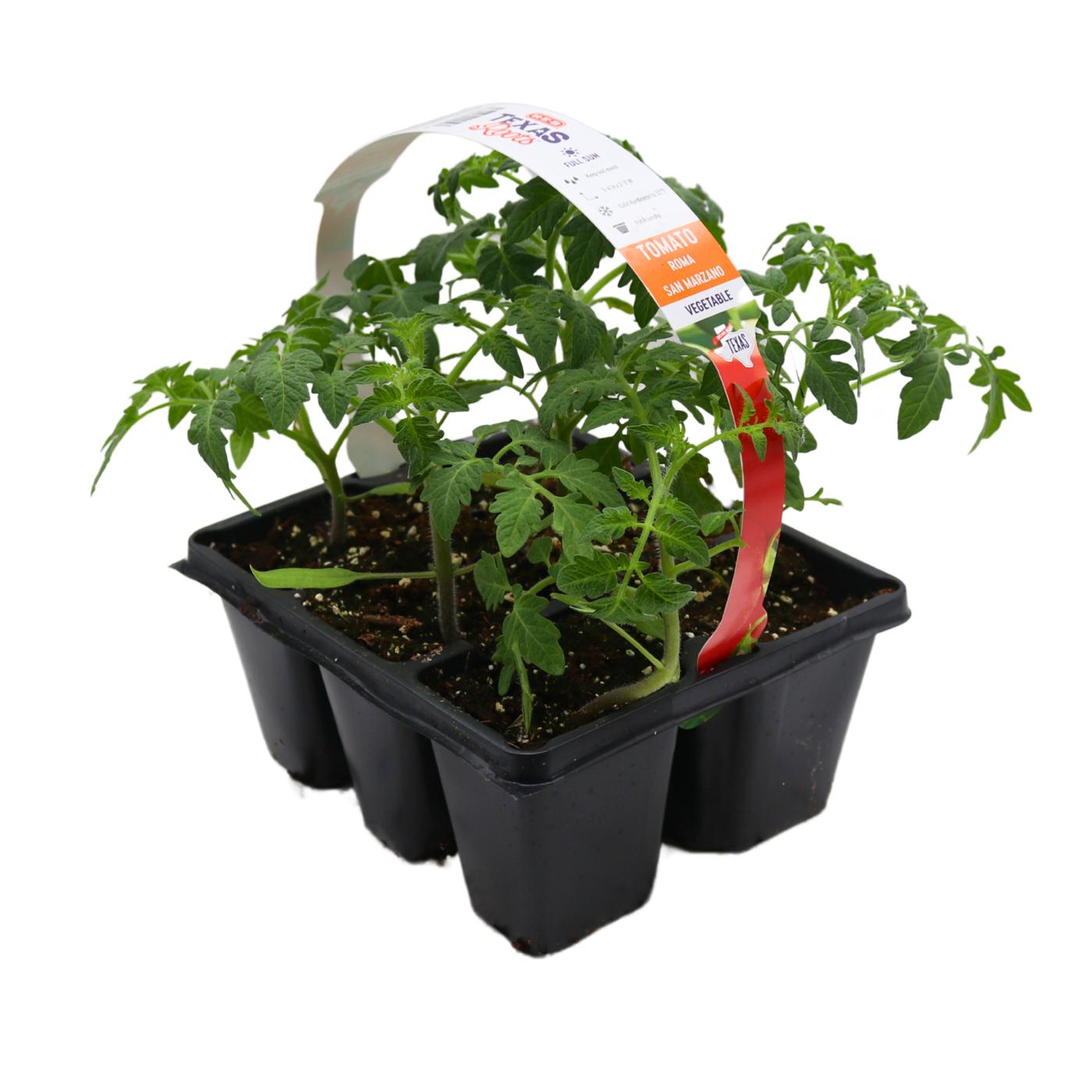 H-E-B Texas Roots San Marzano Roma Tomato Plant - Shop Potted plants at ...
