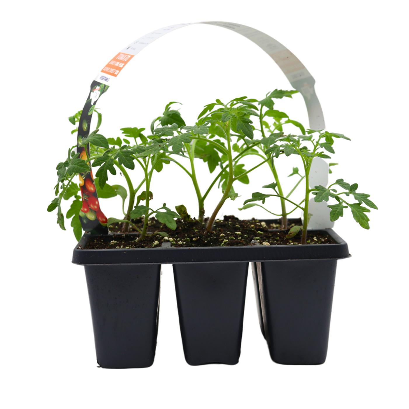 H-E-B Texas Roots Early Girl And Cherry Super Sweet 100 Tomato Plant ...