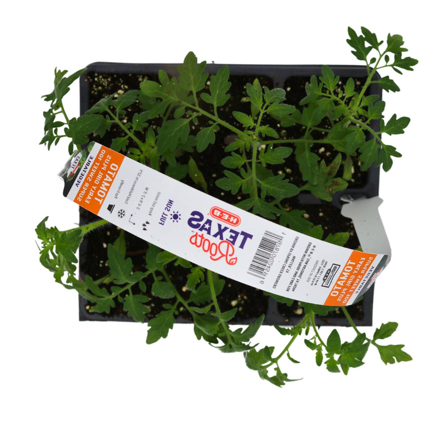 H-E-B Texas Roots Early Girl And Cherry Super Sweet 100 Tomato Plant ...