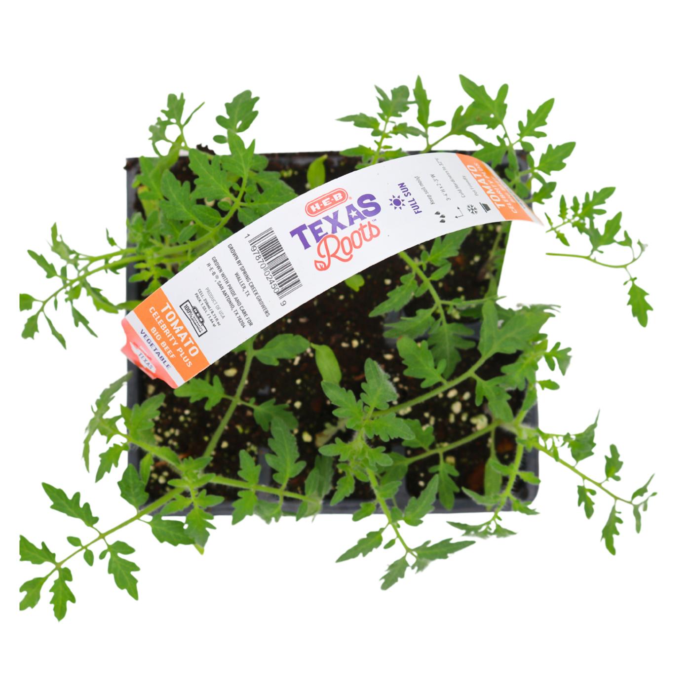 H-E-B Texas Roots Celebrity And Big Beef Tomato Plant - Shop Potted ...
