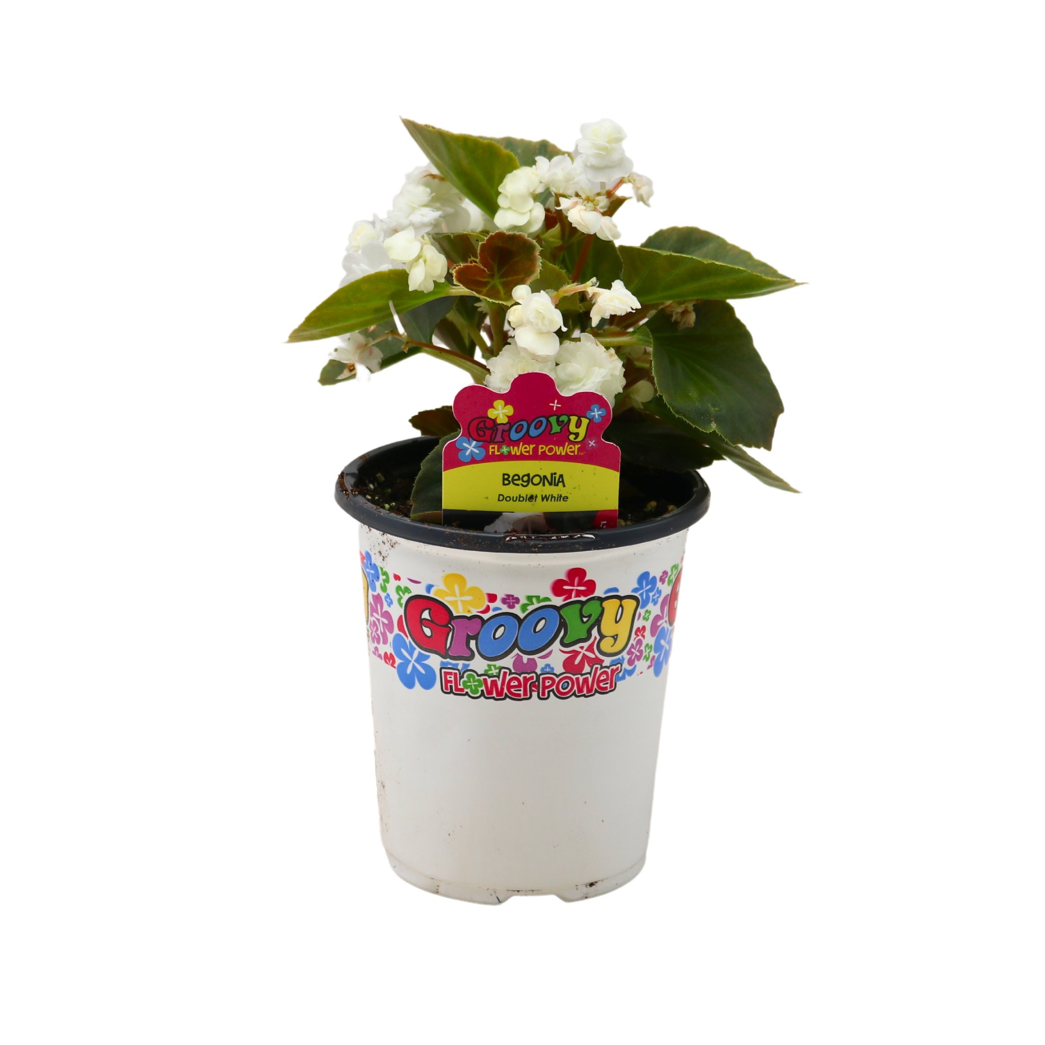 Groovy Flower Power Begonia Doublet White - Shop Potted plants at H-E-B