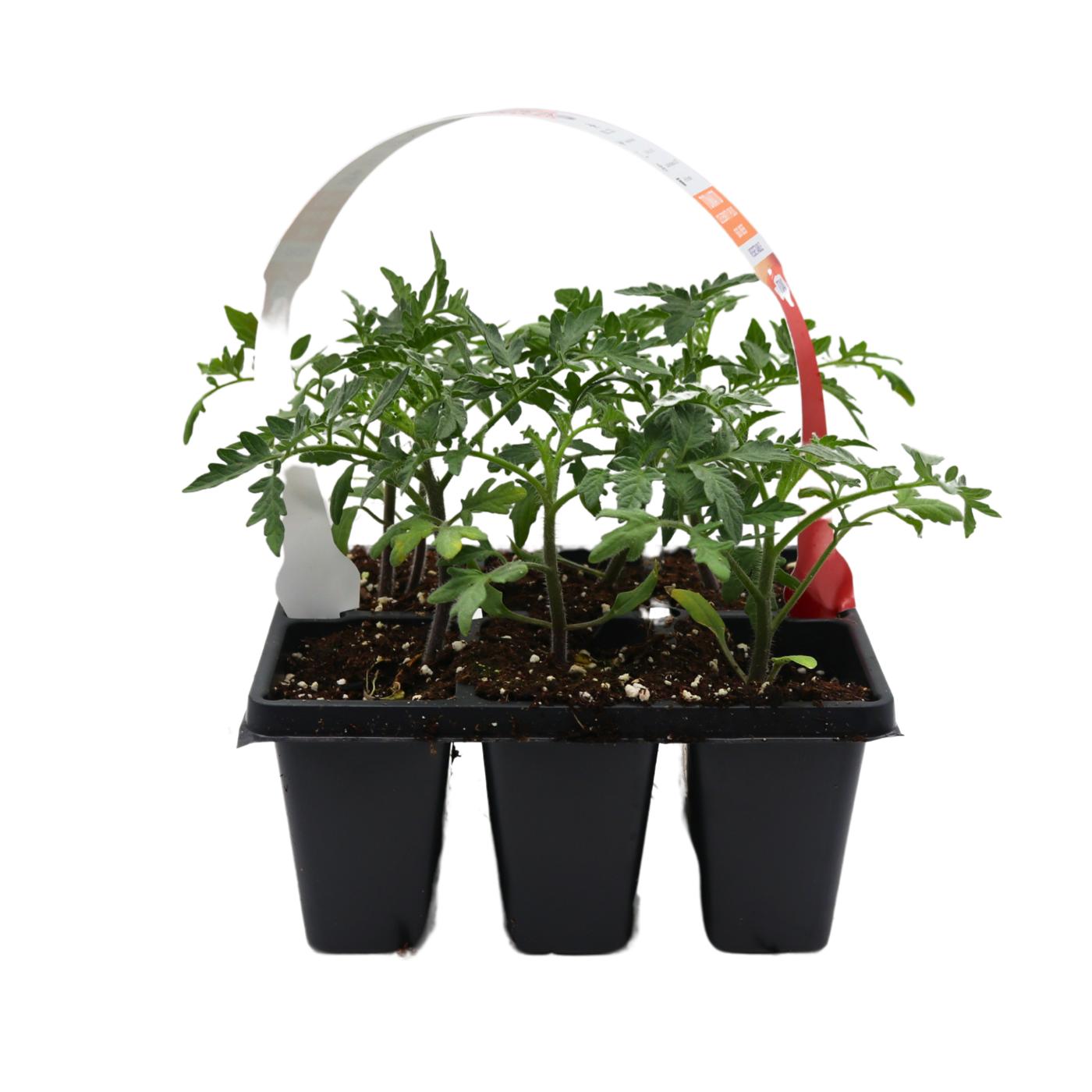 H-E-B Texas Roots Celebrity Plus Big Beef Tomato Plant - Shop Potted ...