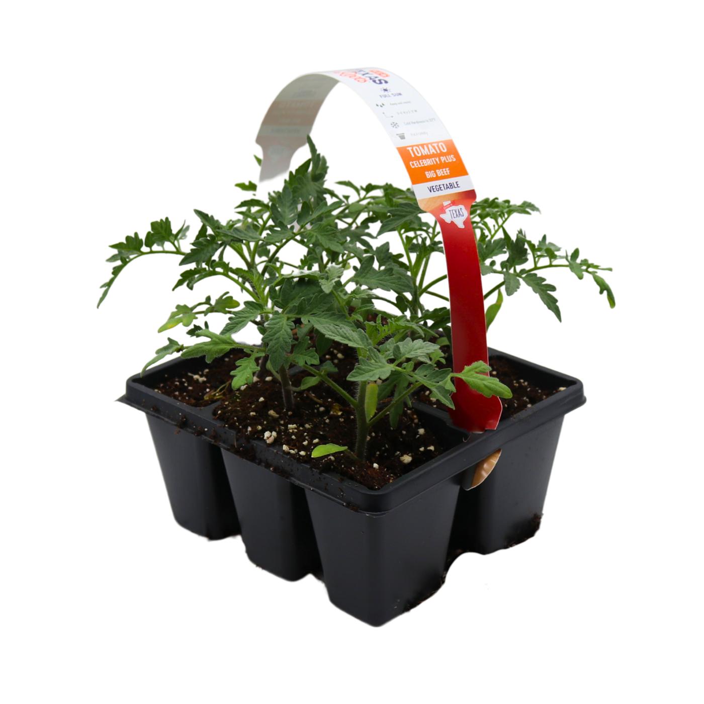 H-E-B Texas Roots Celebrity Plus Big Beef Tomato Plant - Shop Potted ...