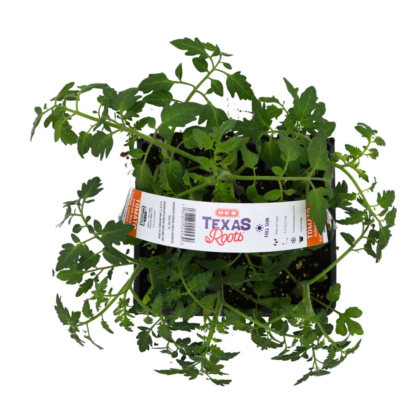H-E-B Texas Roots Sugar Rush And Super Sweet 100 Tomato Plant - Shop ...