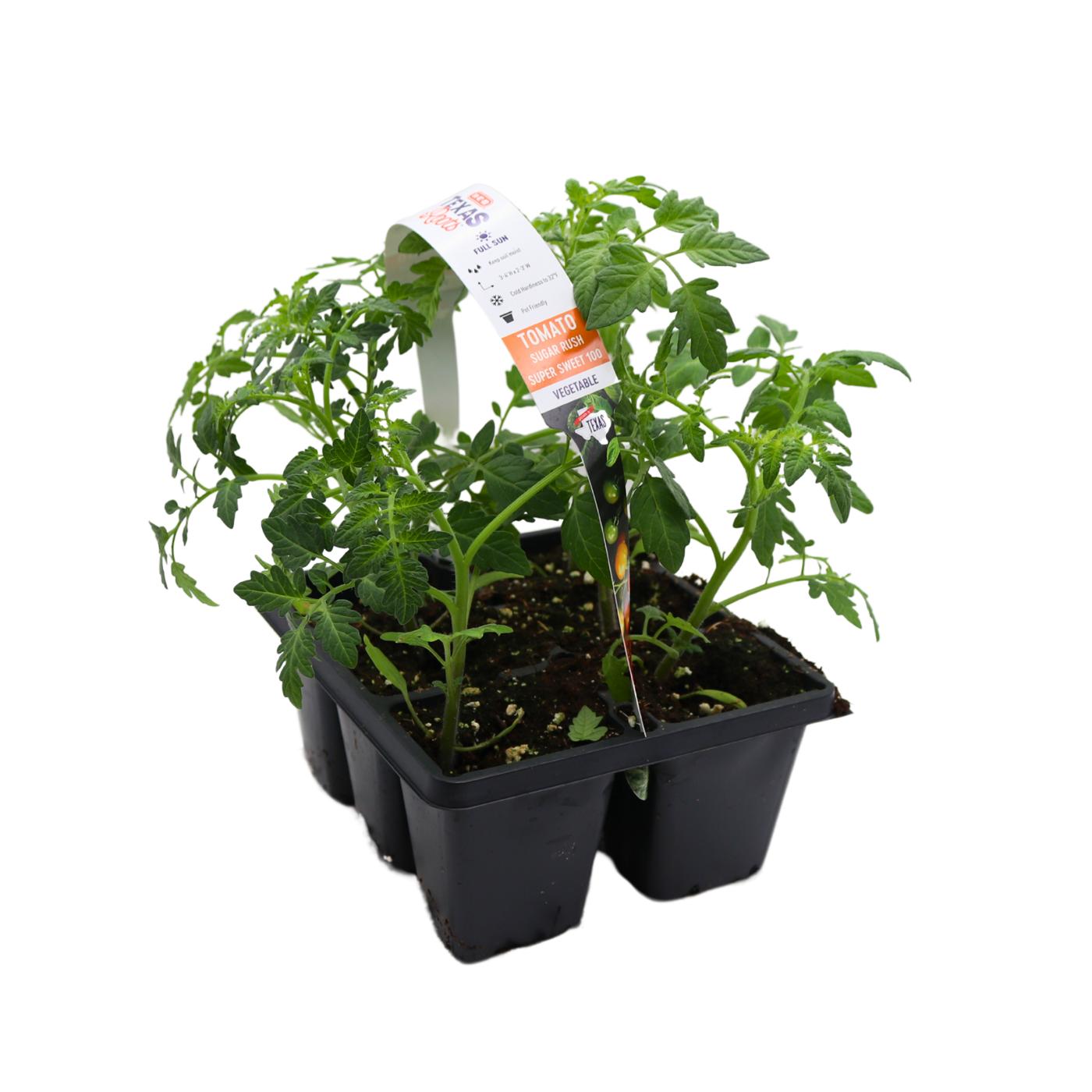 H-E-B Texas Roots Sugar Rush And Super Sweet 100 Tomato Plant - Shop ...
