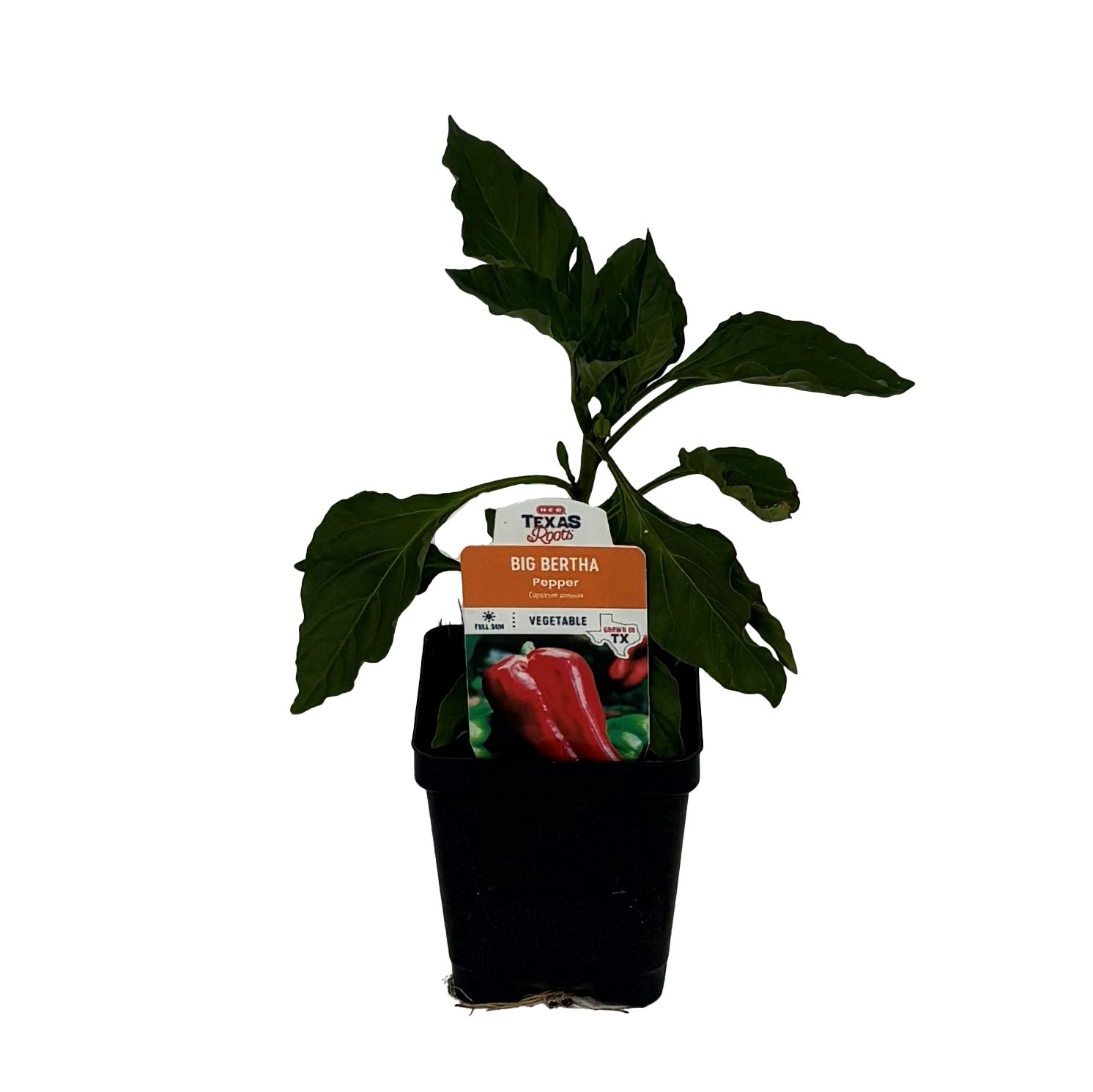 H-E-B Texas Roots Big Bertha Pepper Plant - Shop Patio & Outdoor at H-E-B