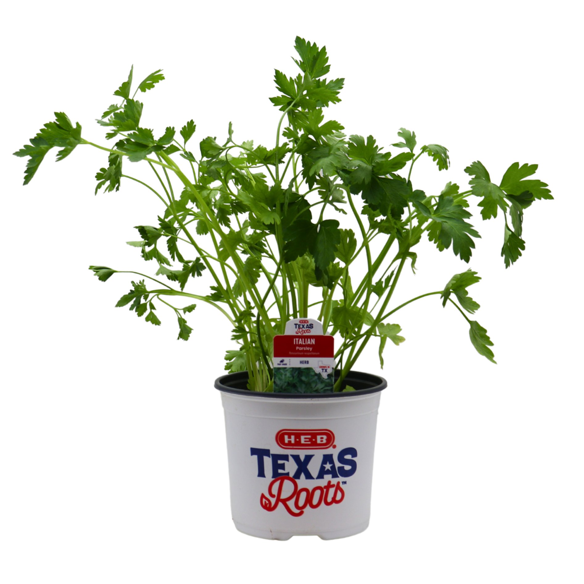 H-E-B Texas Roots Flat Italian Parsley Herb - Shop Potted plants at H-E-B