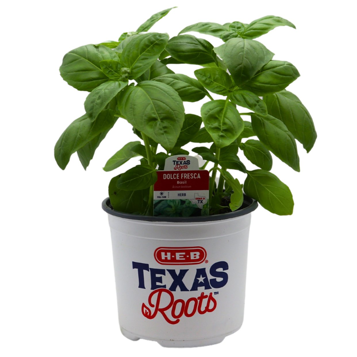 H-E-B Texas Roots Basil Dolce Fresca Herb - Shop Potted plants at H-E-B