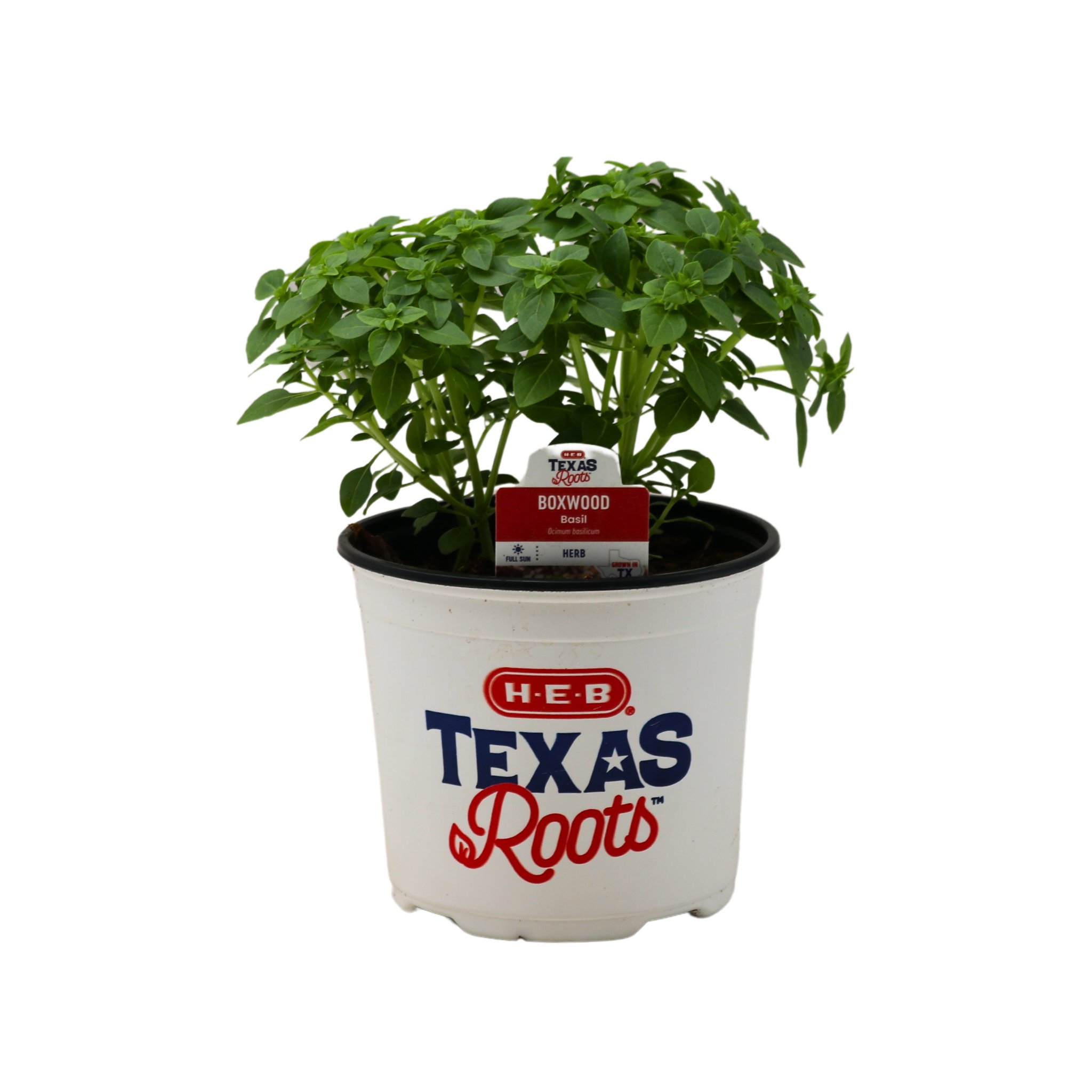 H-E-B Texas Roots Herbs - Basil Boxwood - Shop Potted plants at H-E-B