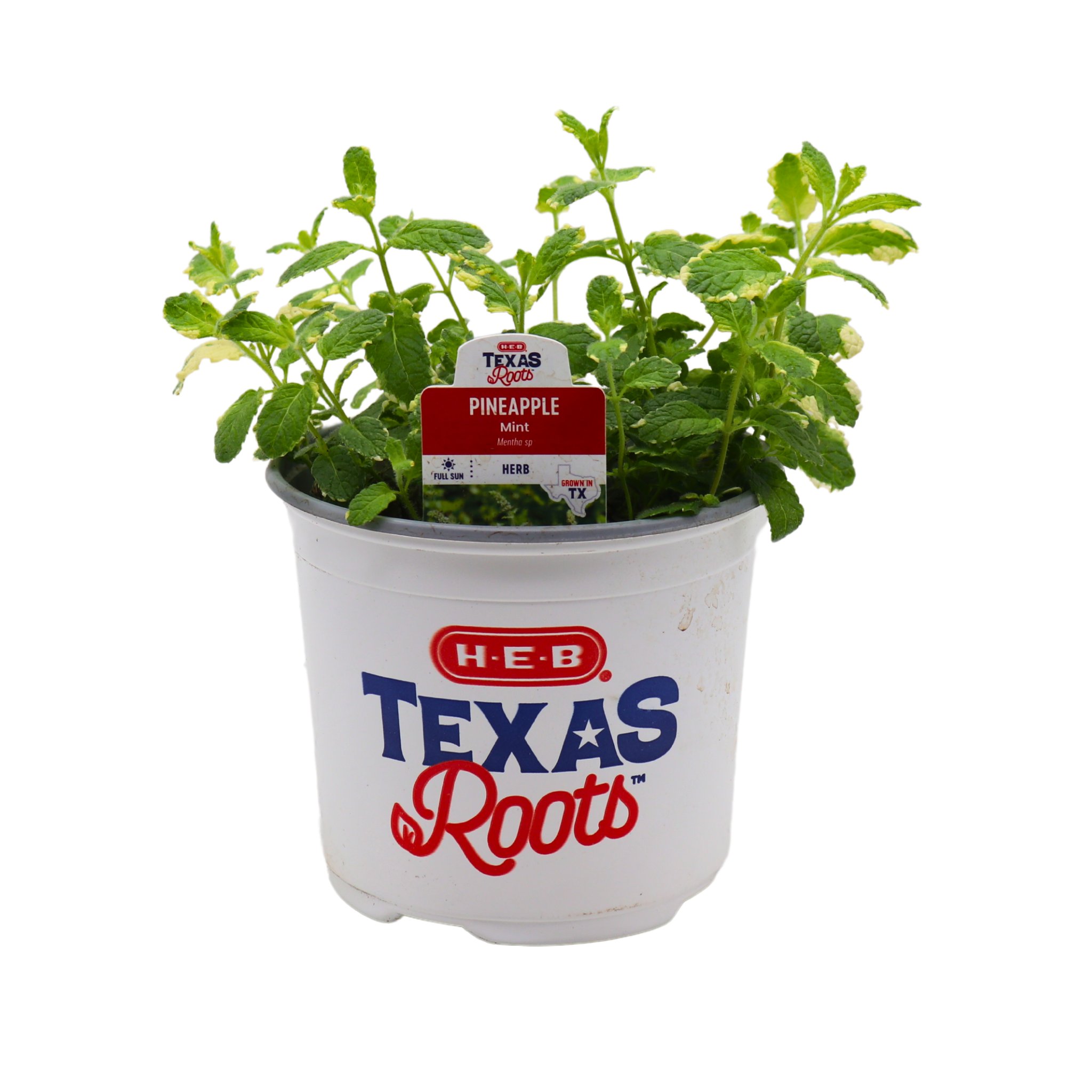 H-E-B Texas Roots Herbs Mint Pineapple - Shop Potted Plants at H-E-B