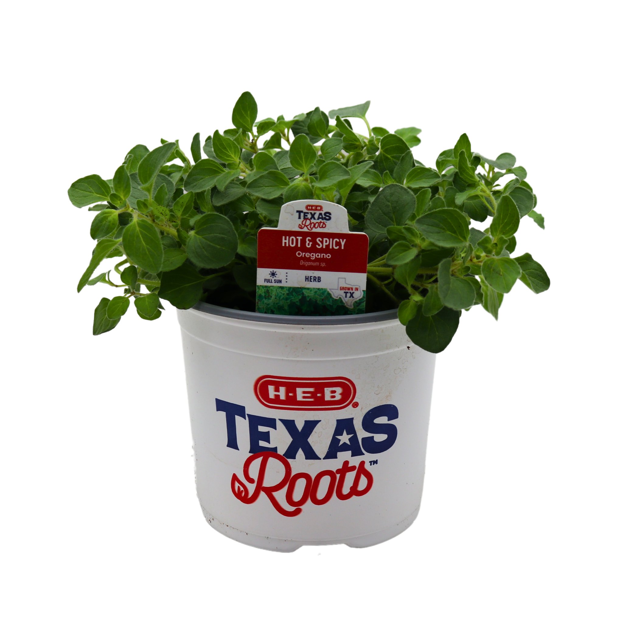 H-E-B Texas Roots Hot & Spicy Oregano Herb Plant - Shop Potted plants at H-E-B