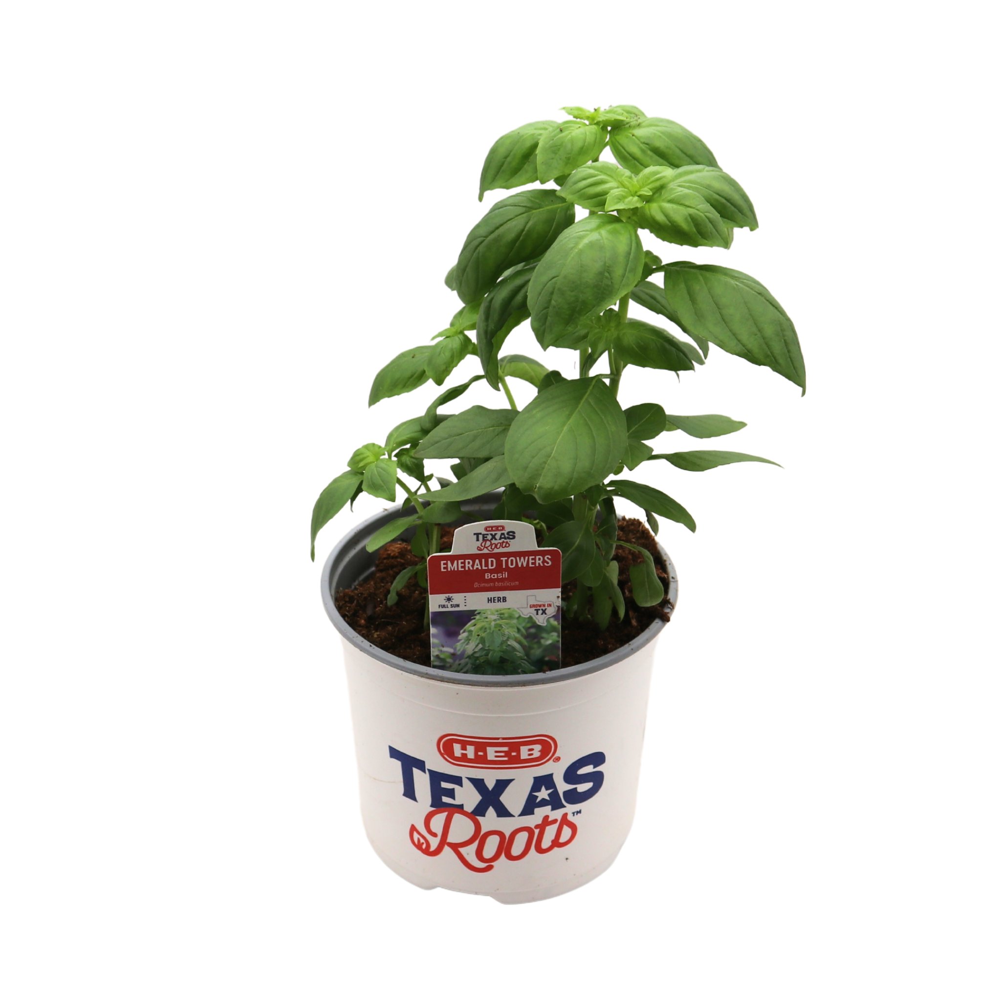 H-E-B Texas Roots Basil - Emerald Towers - Shop Potted plants at H-E-B