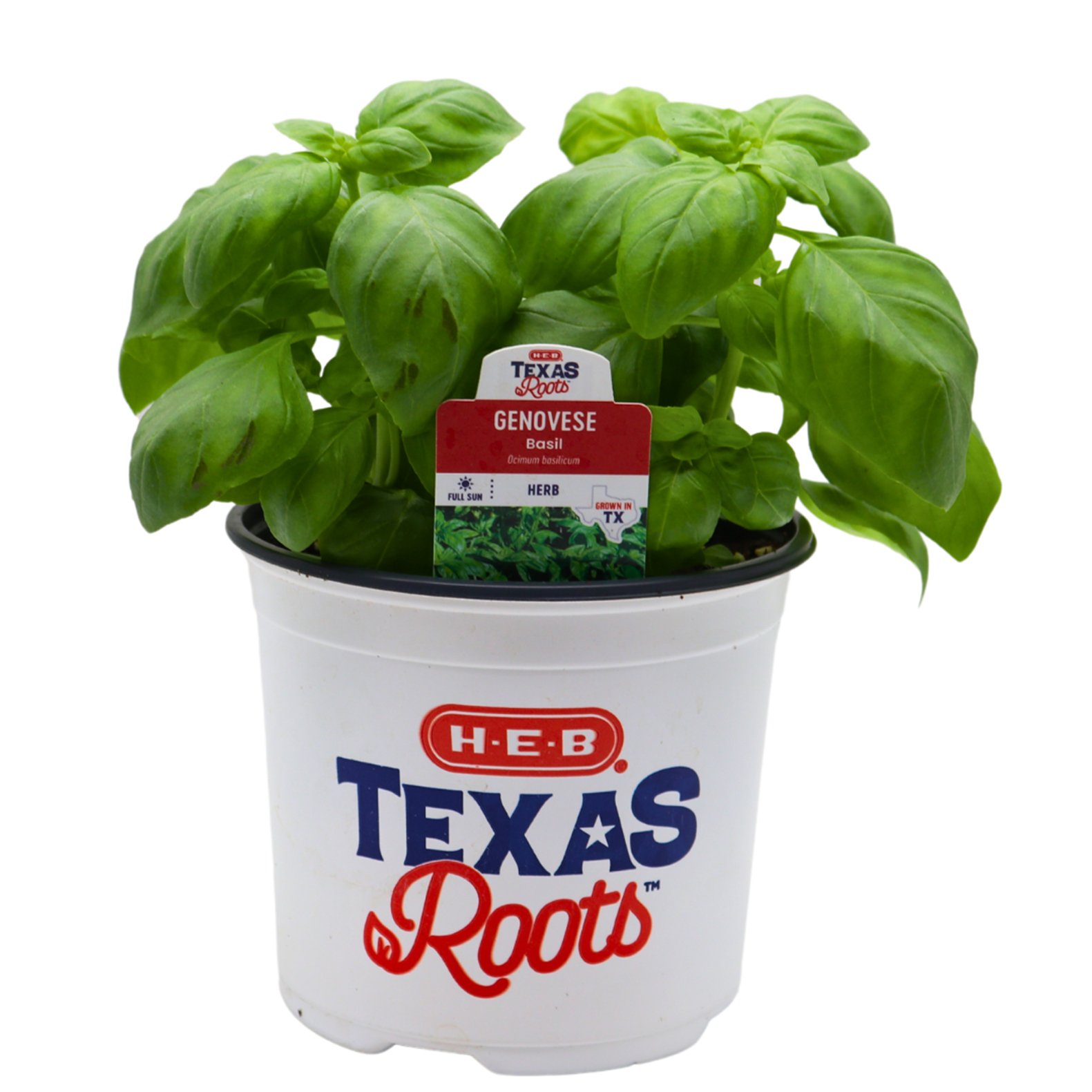 H-E-B Texas Roots Basil Genovese Herb - Shop Potted plants at H-E-B
