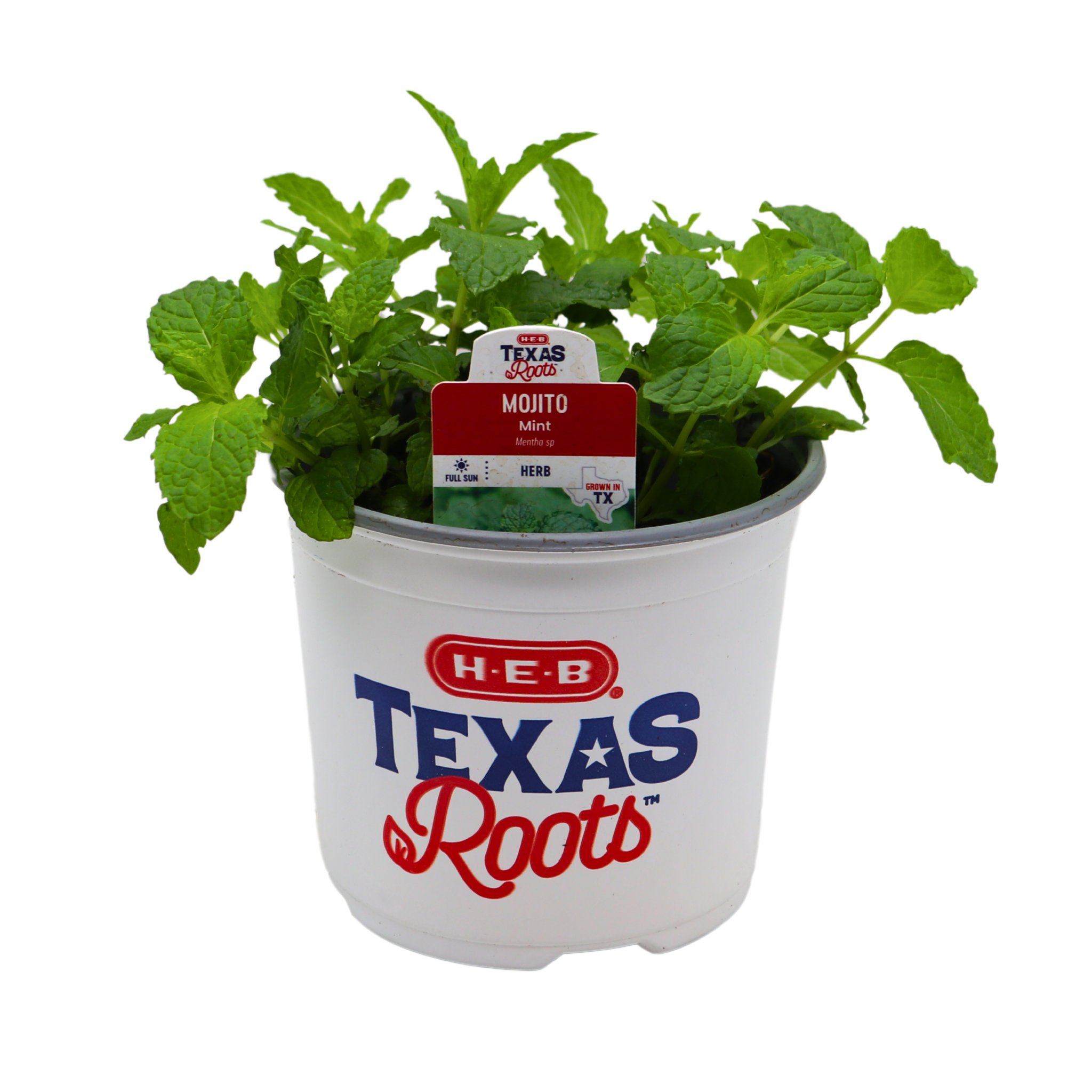 H-E-B Texas Roots Herbs Mint Mojito - Shop Potted Plants at H-E-B
