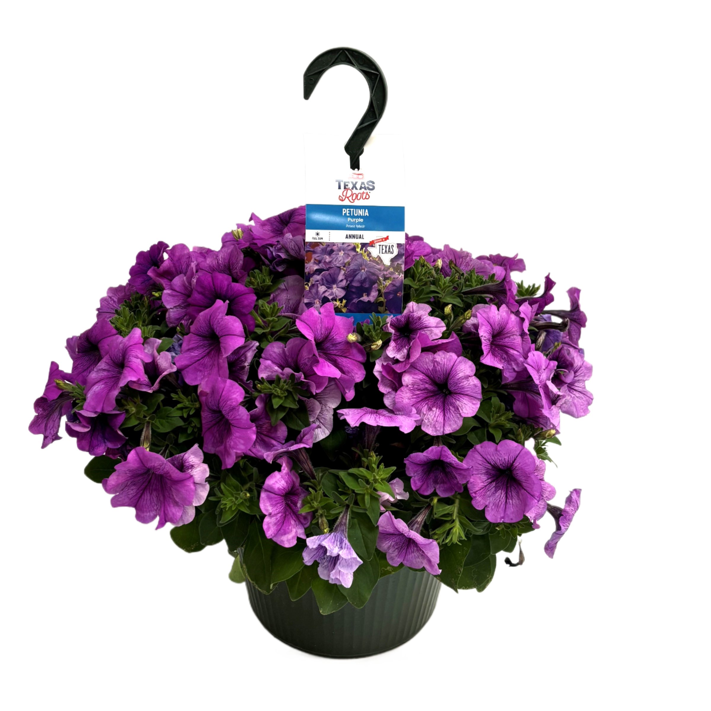 H-E-B Texas Roots Purple Petunia Hanging Basket - Shop Potted plants at ...
