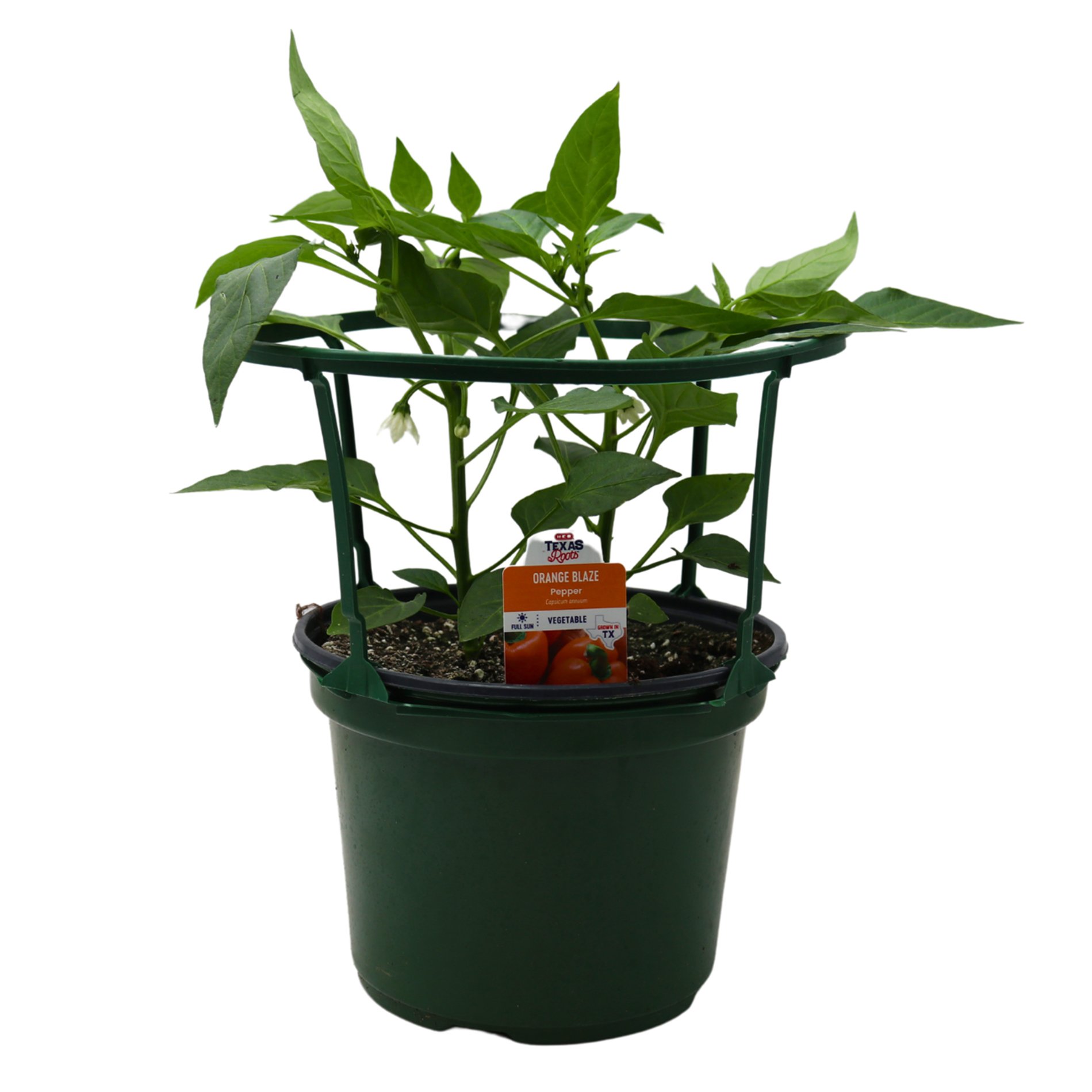 H-E-B Texas Roots Orange Blaze Pepper - Shop Potted plants at H-E-B