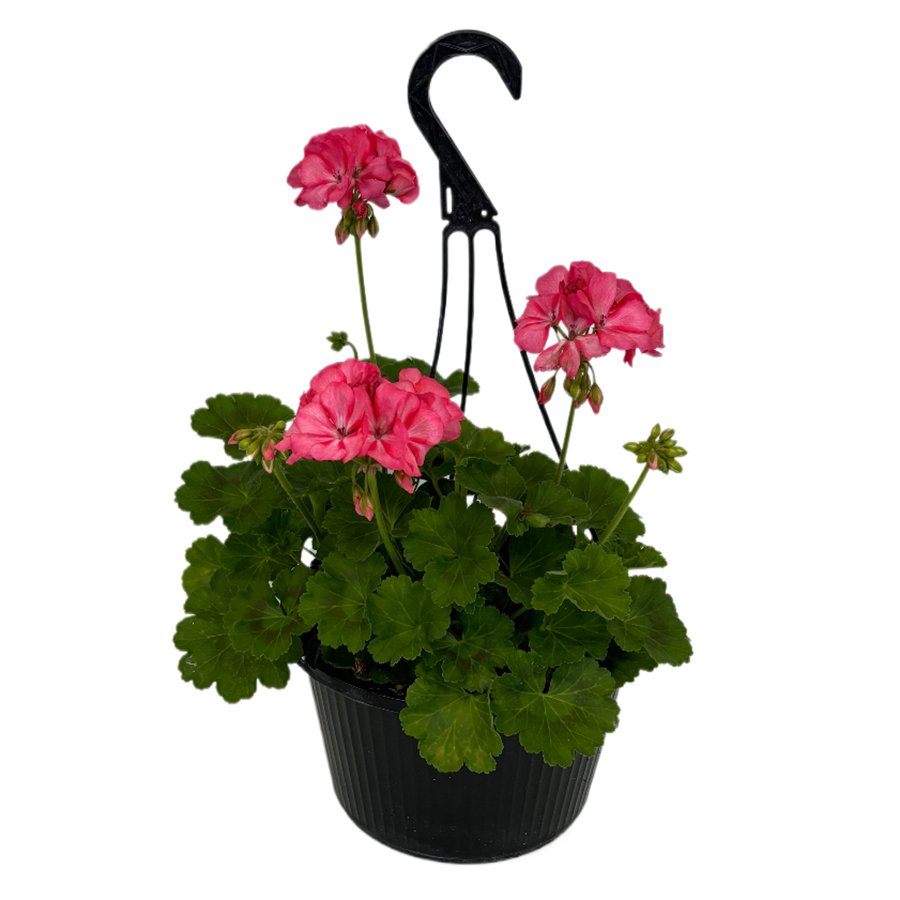 H-E-B Texas Roots Geranium - Pink, Hanging Basket - Shop Potted plants ...