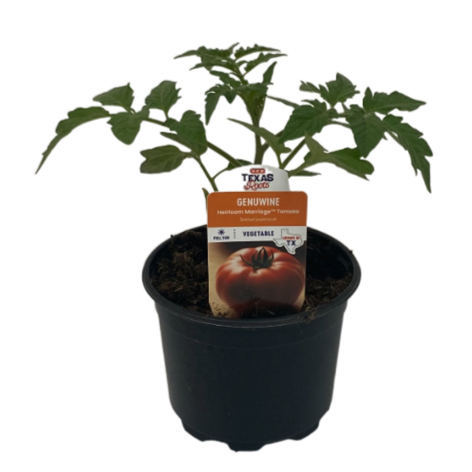 H-E-B Texas Roots Genuwine Heirloom Marriage Tomato Plant - Shop Potted ...
