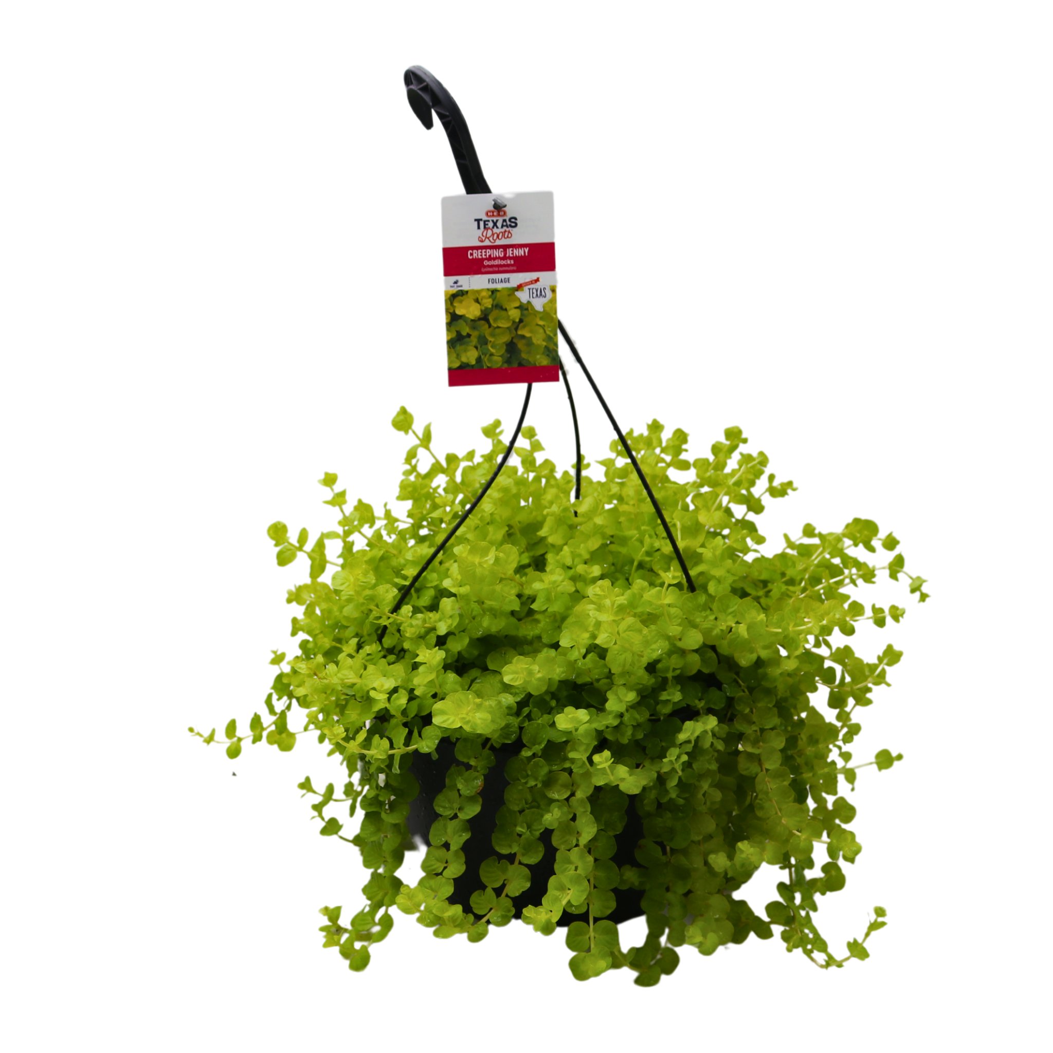 H-E-B Texas Roots Creeping Jenny Goldilocks - Shop Potted plants at H-E-B