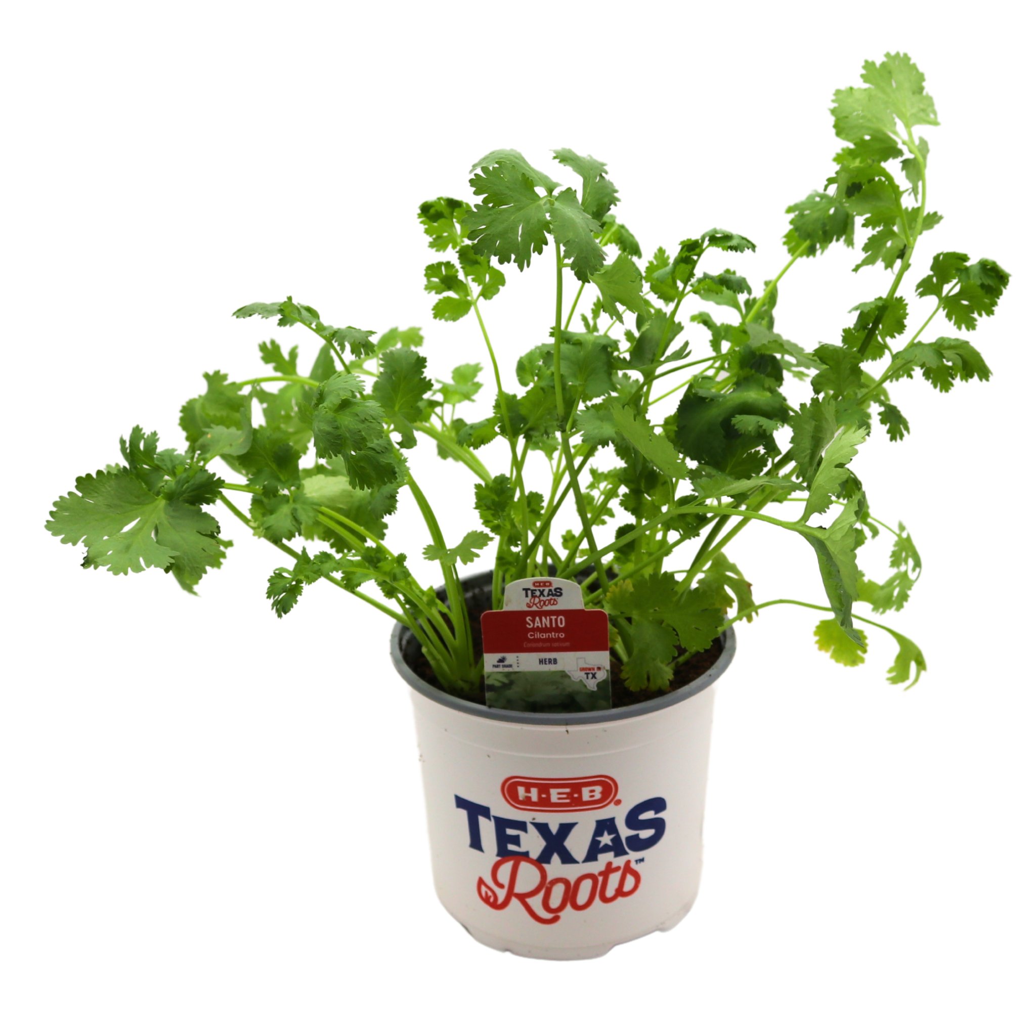 H-E-B Texas Roots Cilantro Santo Herb - Shop Potted plants at H-E-B