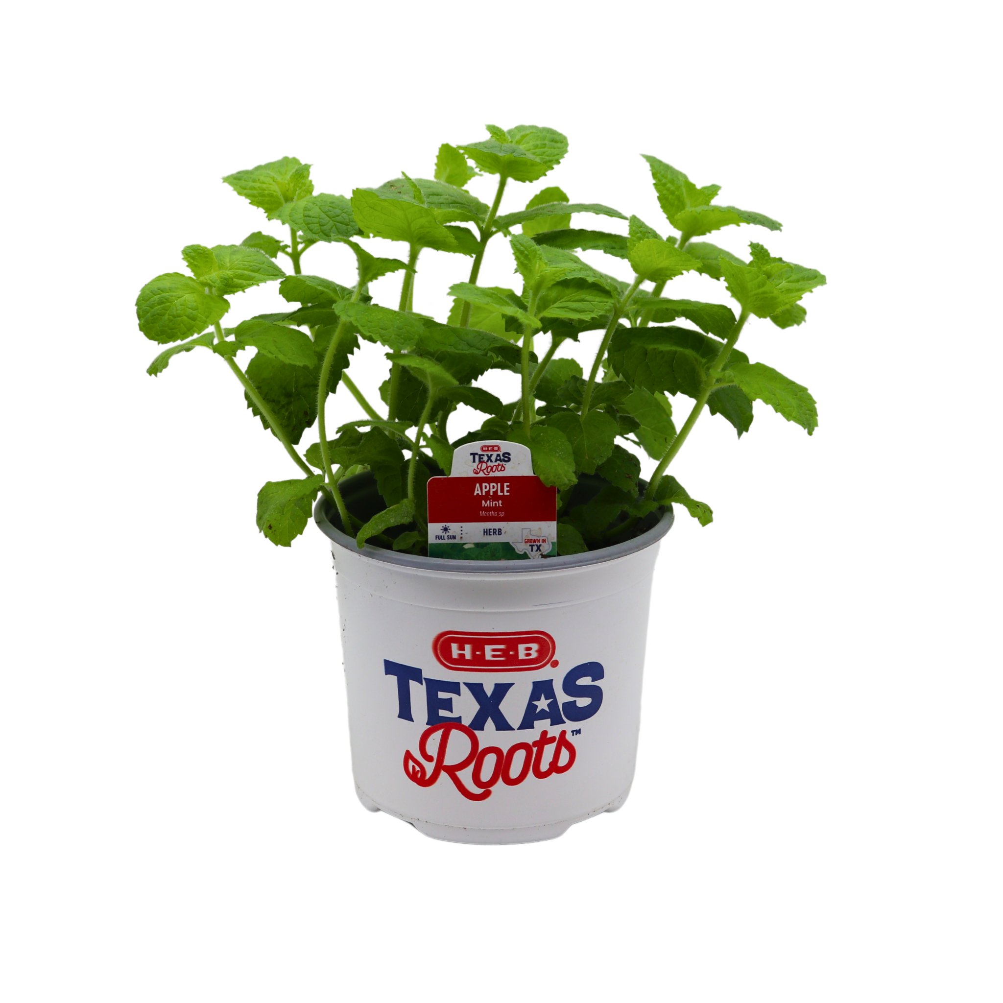 H-E-B Texas Roots Herbs Mint Apple - Shop Potted plants at H-E-B