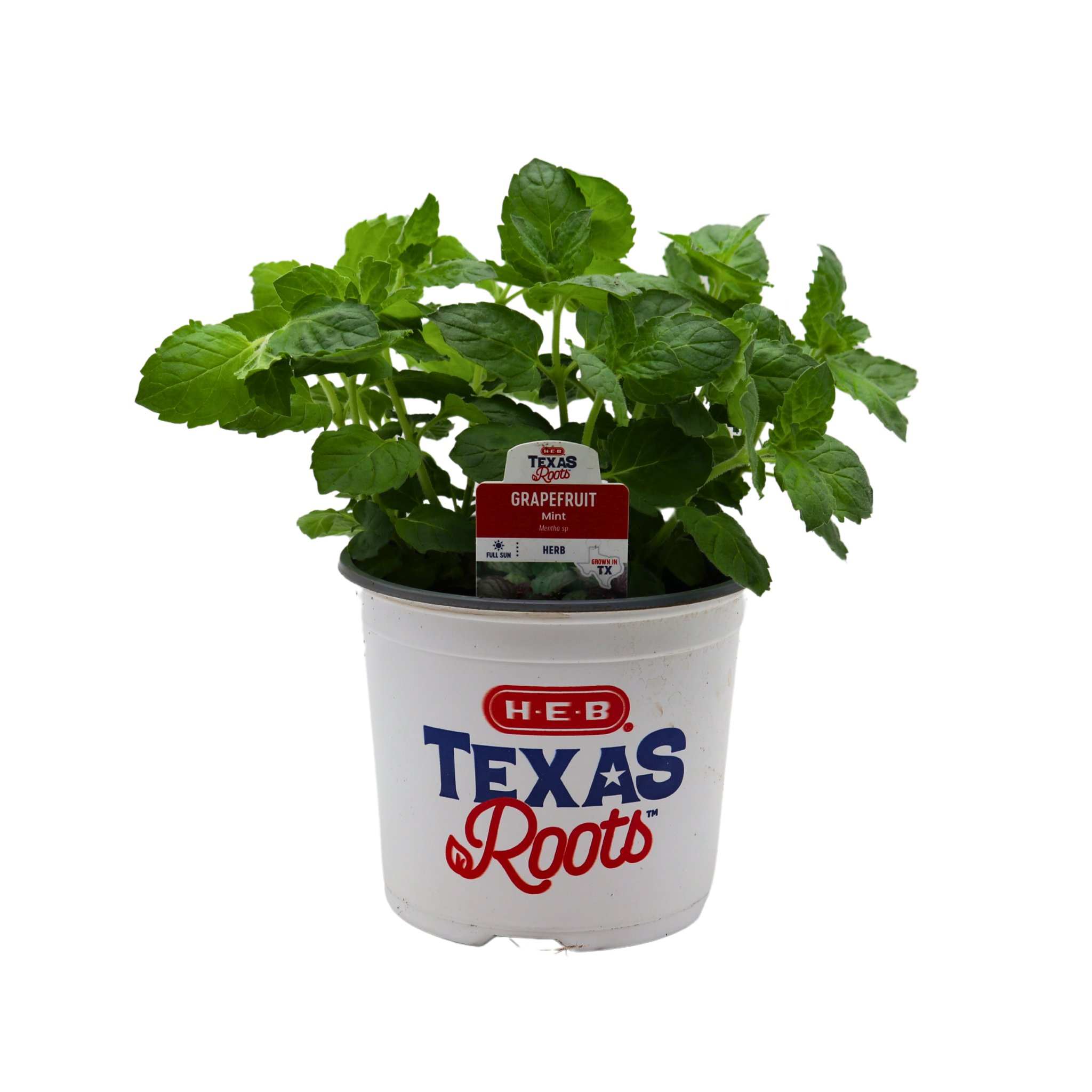 H-E-B Texas Roots Herbs - Grapefruit Mint - Shop Potted plants at H-E-B