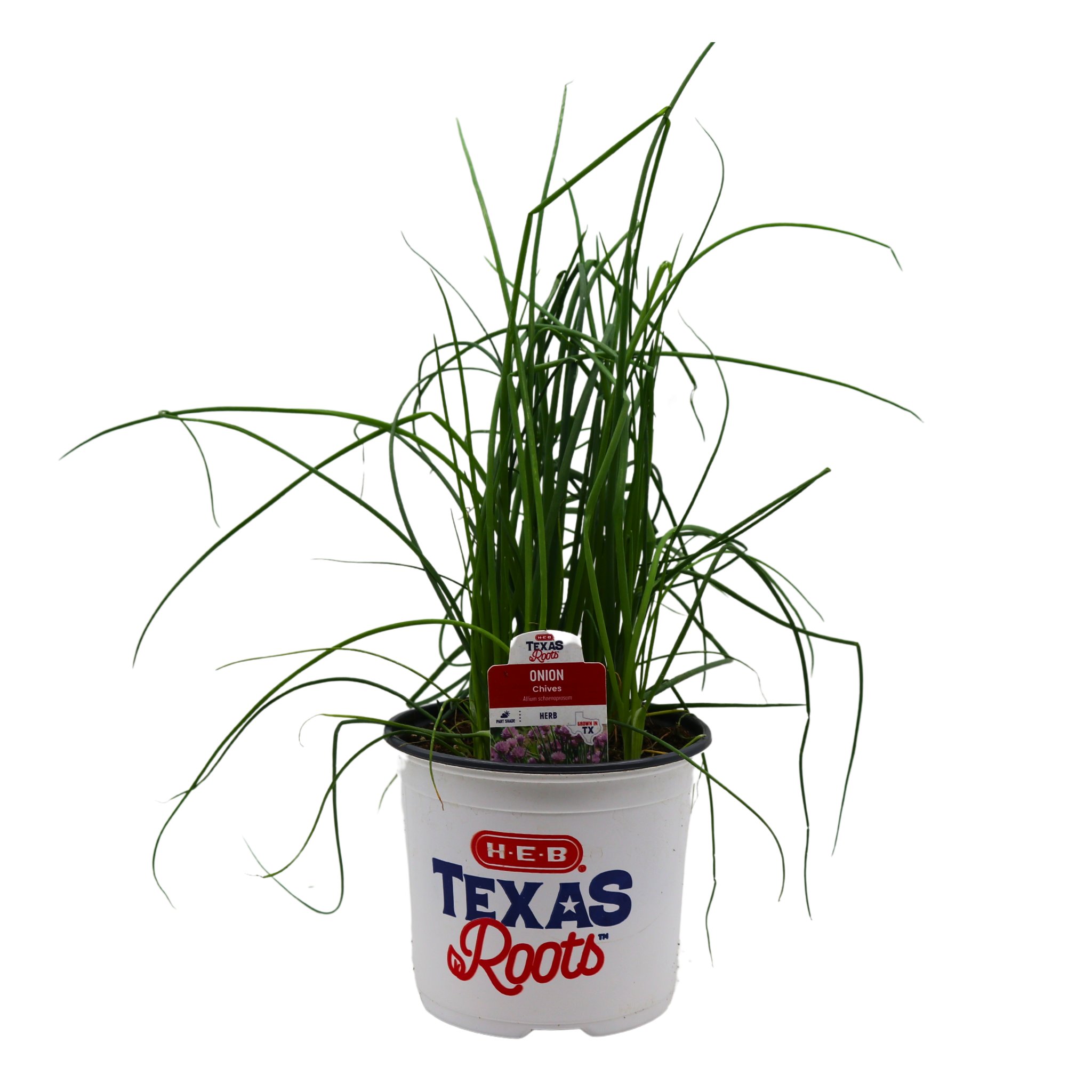 H-E-B Texas Roots Herbs Chives Onion Plant - Shop Potted plants at H-E-B