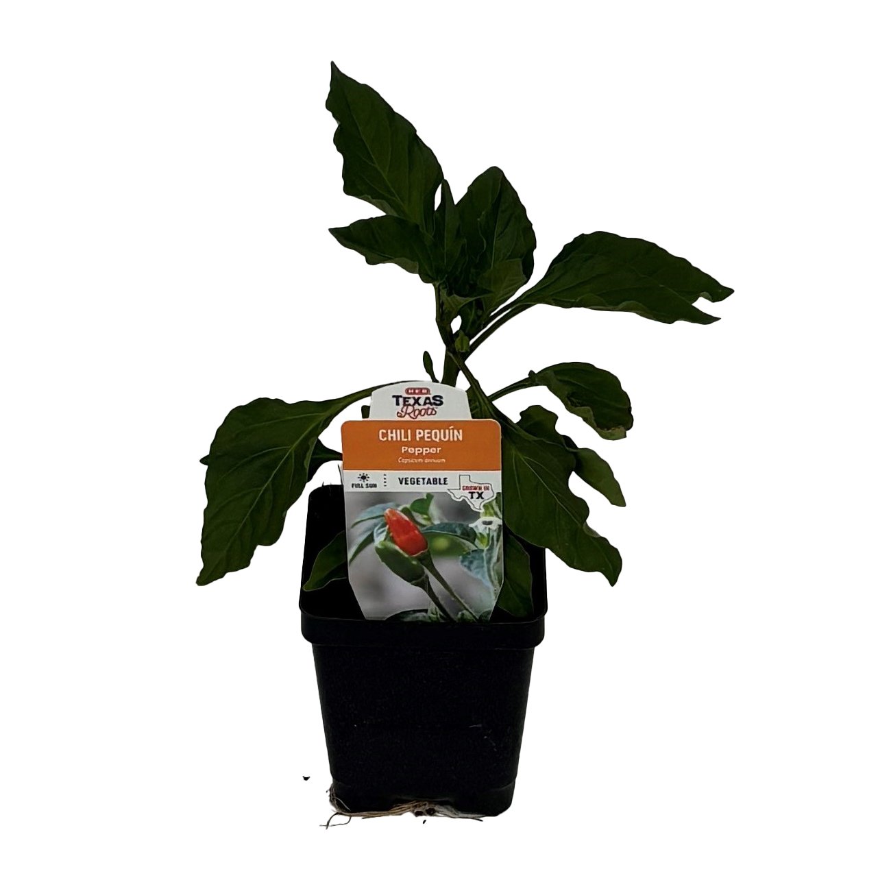 H-E-B Texas Roots Chili Pequin Pepper Plant - Shop Potted plants at H-E-B