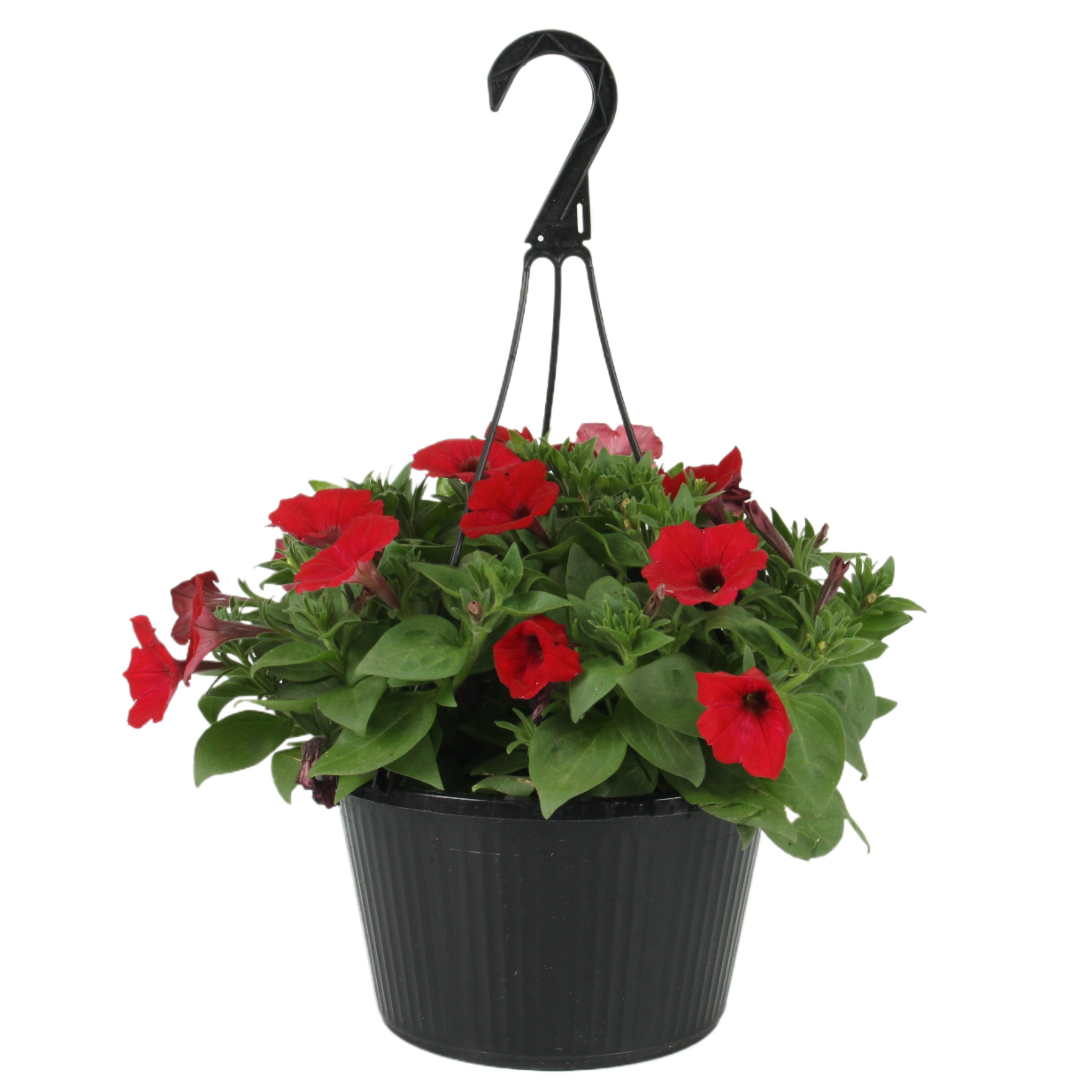 H-E-B Texas Roots Sureshot Red Hanging Basket - Shop Potted plants at H-E-B