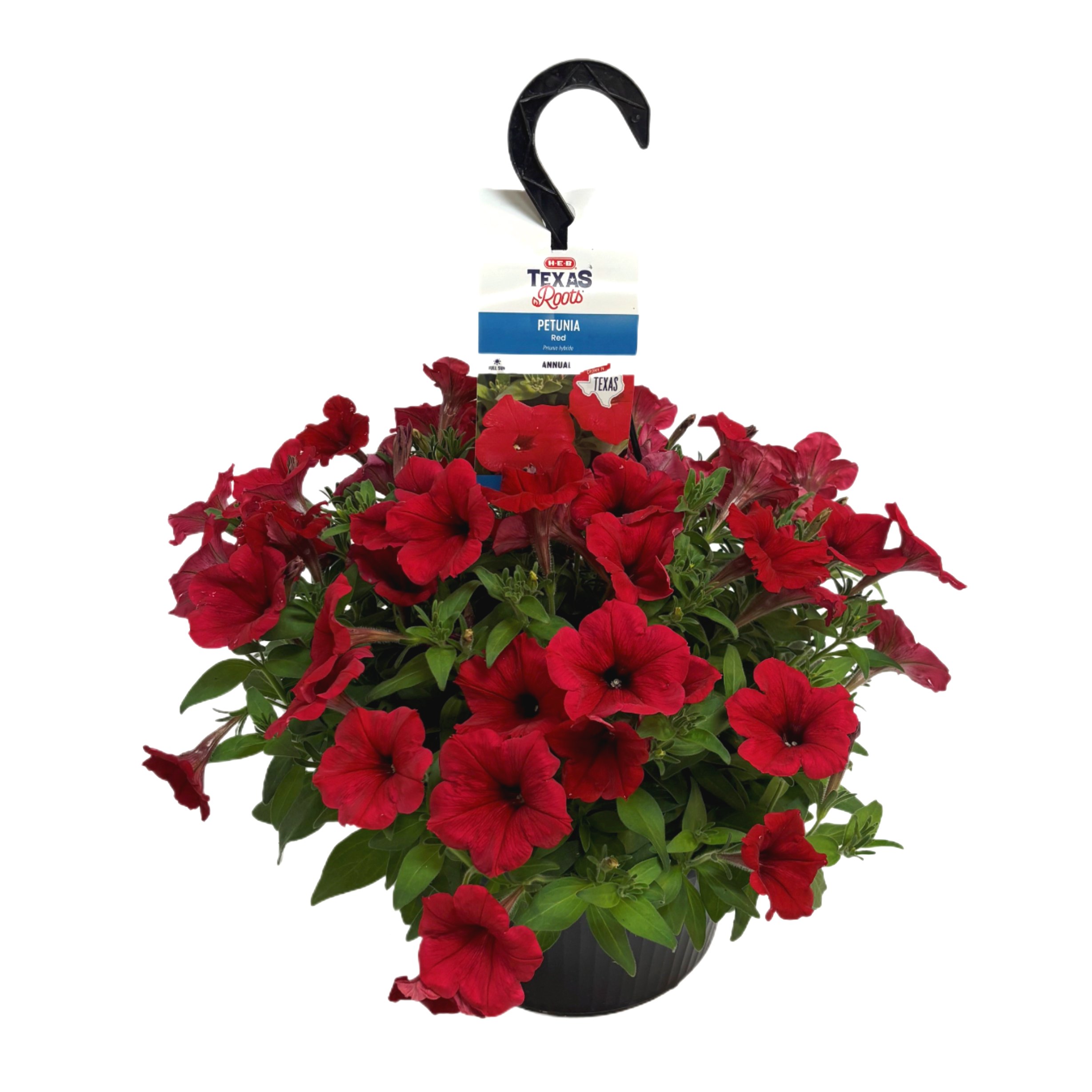 H-E-B Texas Roots Petunia Red Hanging Basket - Shop Potted plants at H-E-B