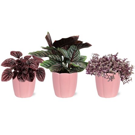 Central Market Pink Foliage Signature Collection, Variety Varies, 5 in ...