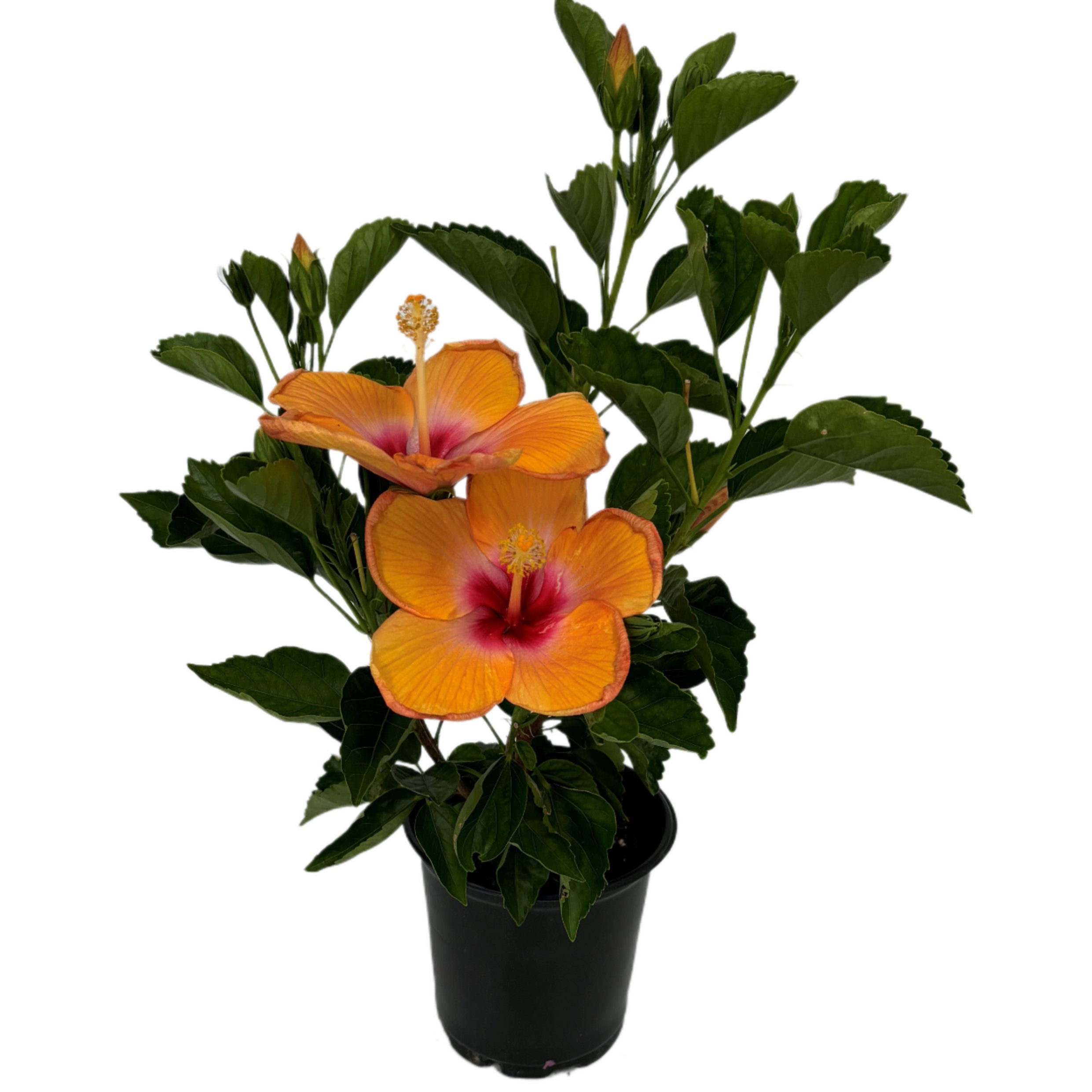 H-E-B Texas Roots Hibiscus Tropical - Shop Potted plants at H-E-B
