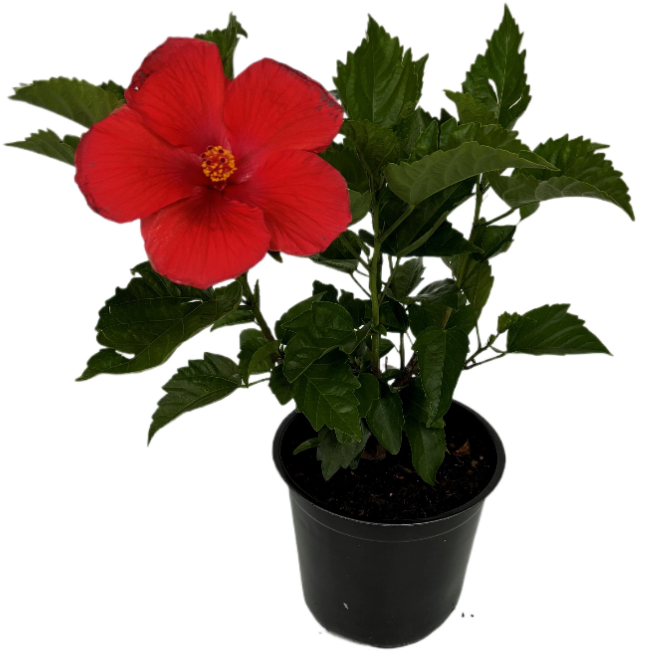 H-E-B Texas Roots Hibiscus Tropical - Shop Potted plants at H-E-B