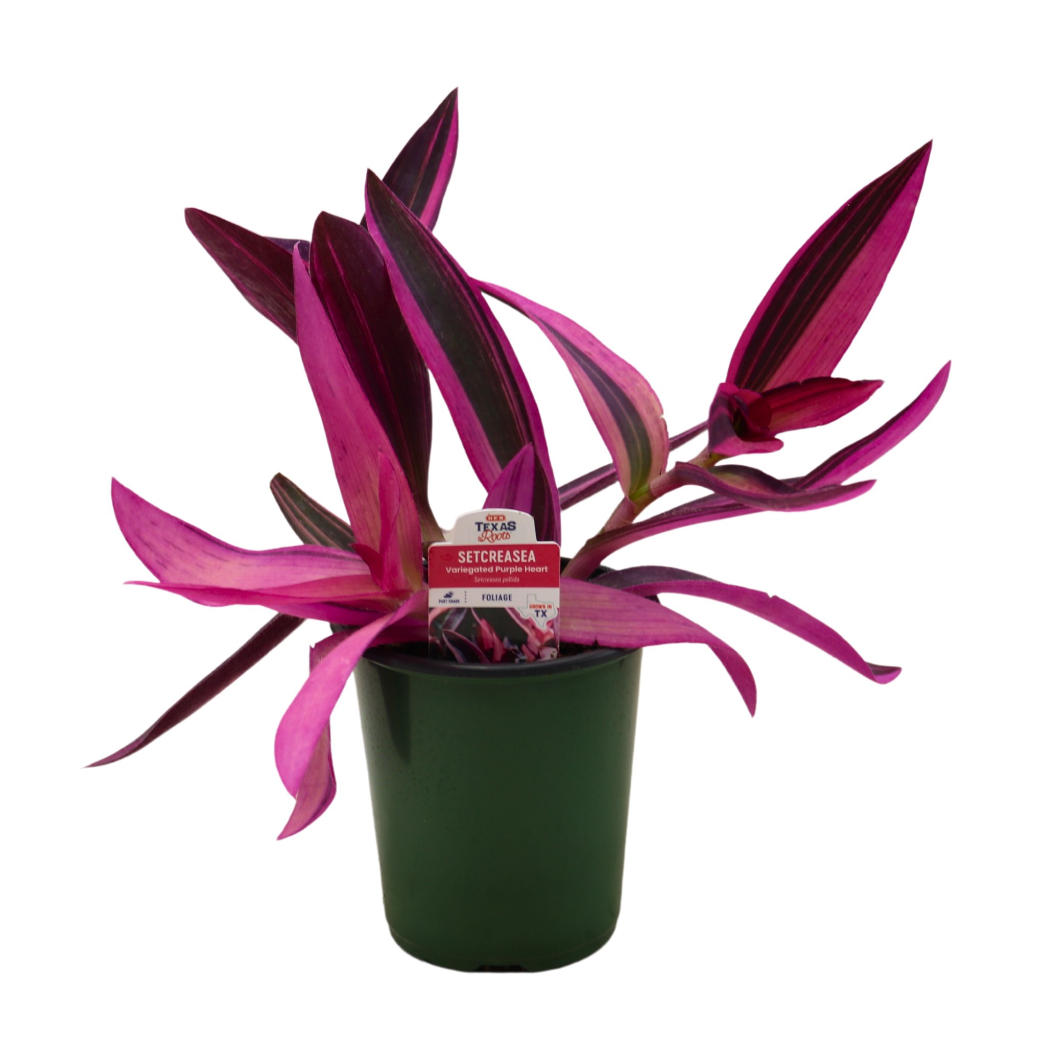 H-E-B Texas Roots Setcreasea Purple Heart Plant - Shop Potted plants at ...