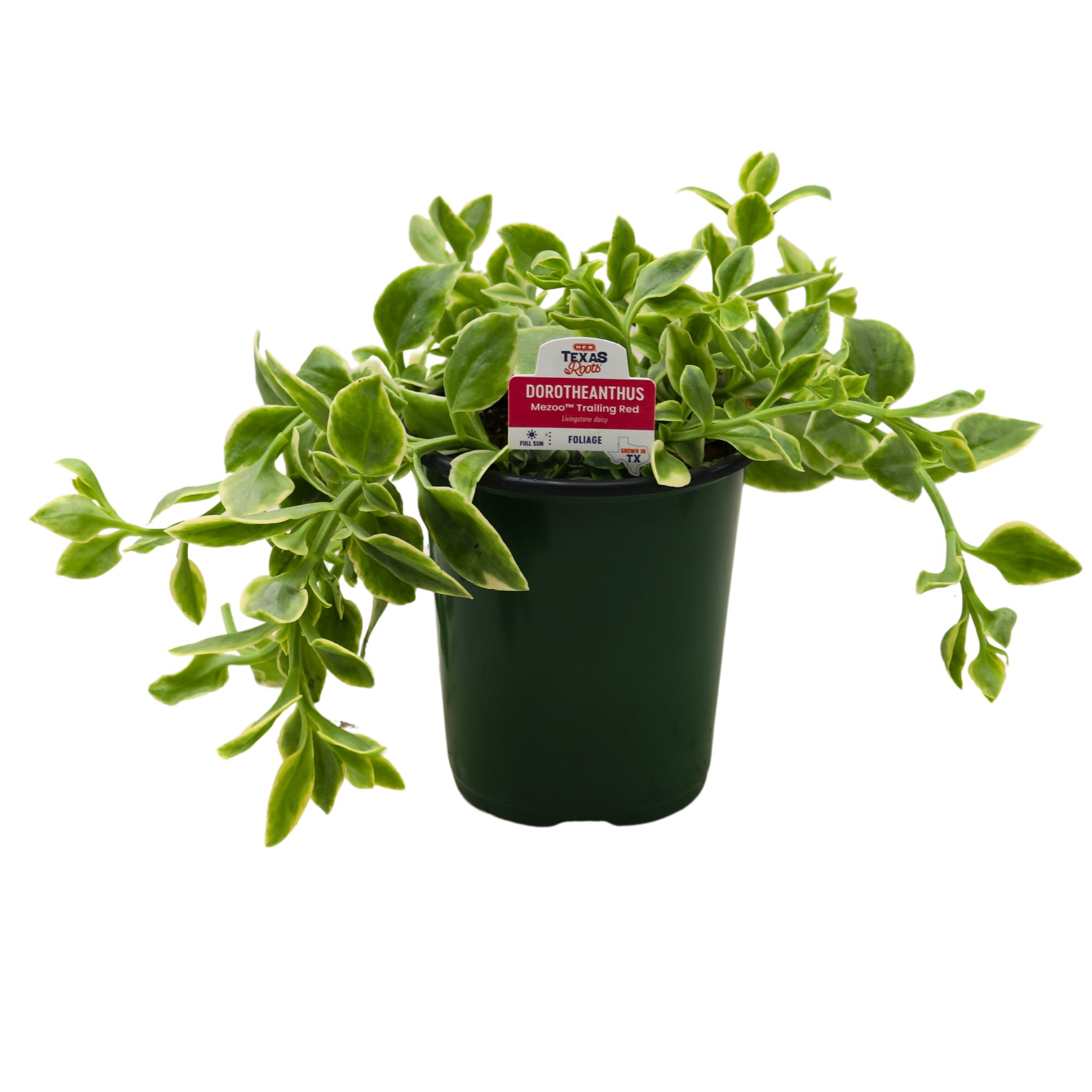 H-E-B Texas Roots Dorotheanthus Mezoo Trailing Red Plant - Shop Potted ...