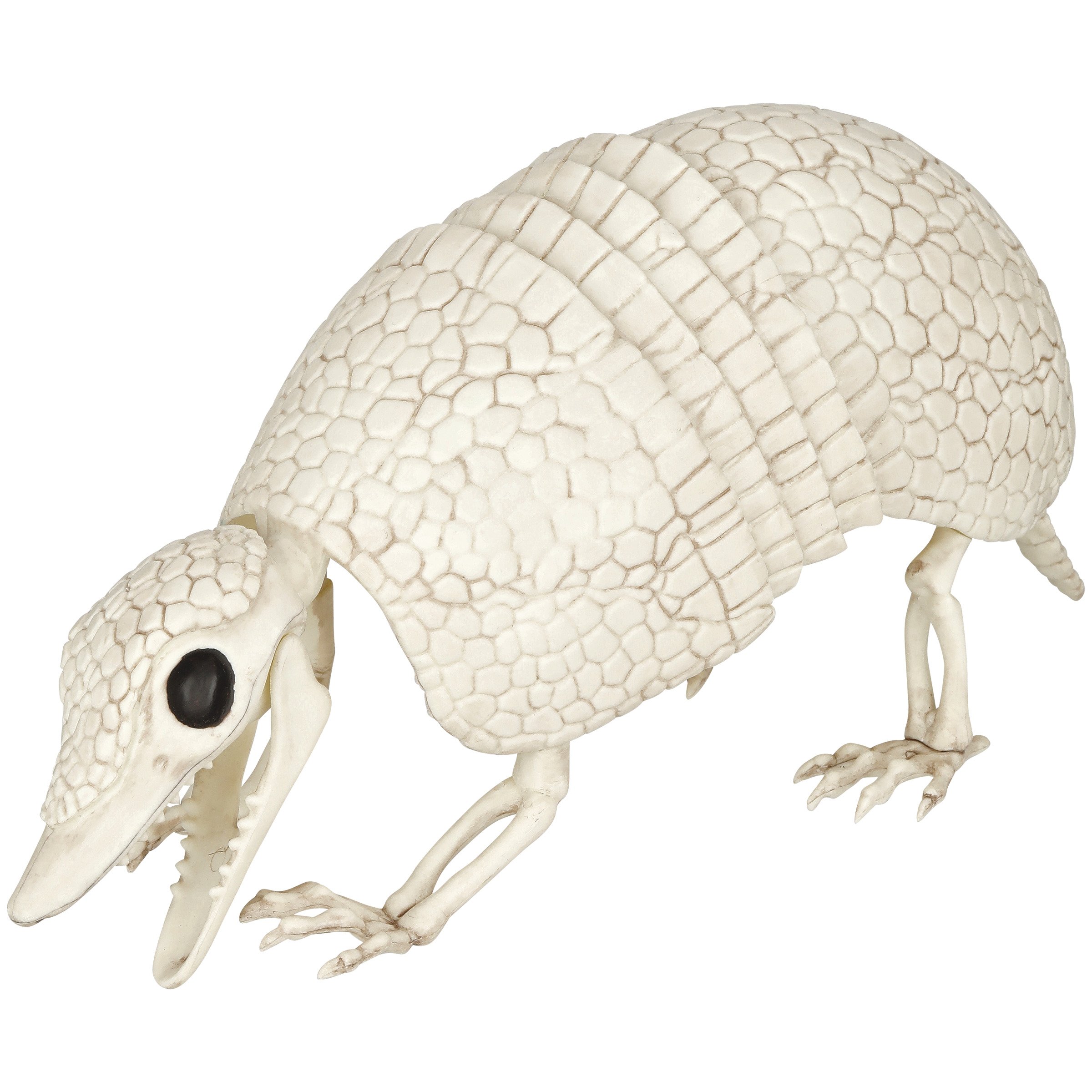 Armadillo Skeleton