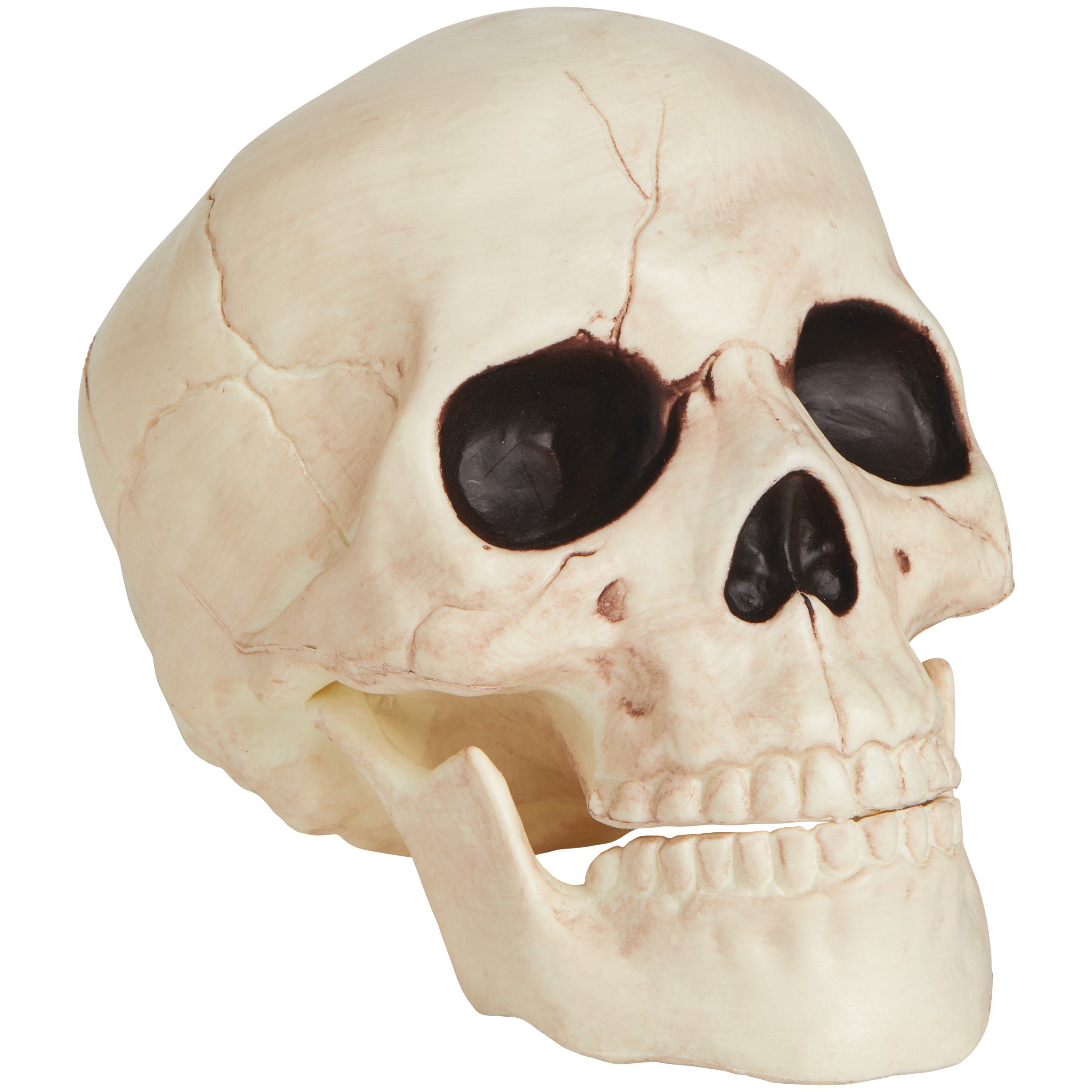 Destination Holiday Halloween Skeleton Skull with Movable Jaw - Shop ...