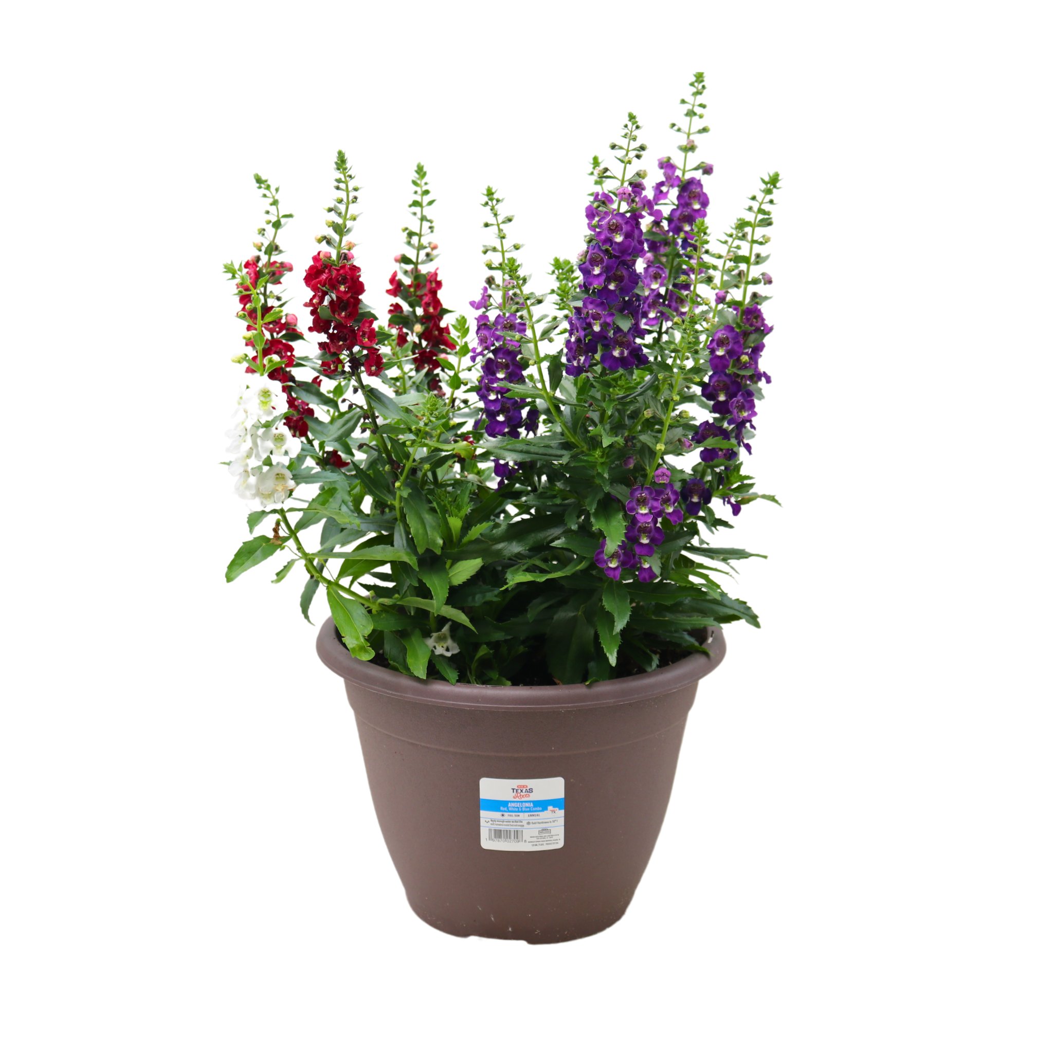 H-E-B Texas Roots Angelonia - Red, White, & Blue - Shop Potted plants ...