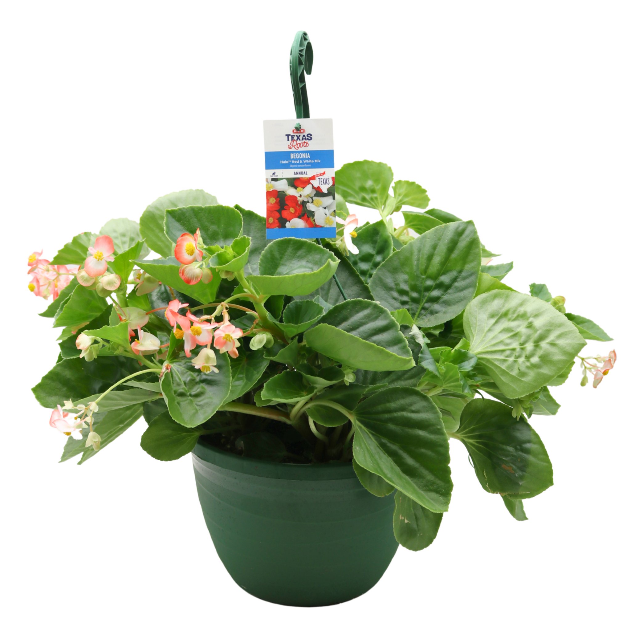 H-E-B Begonia Hula Red Hanging Basket - Shop Potted Plants at H-E-B