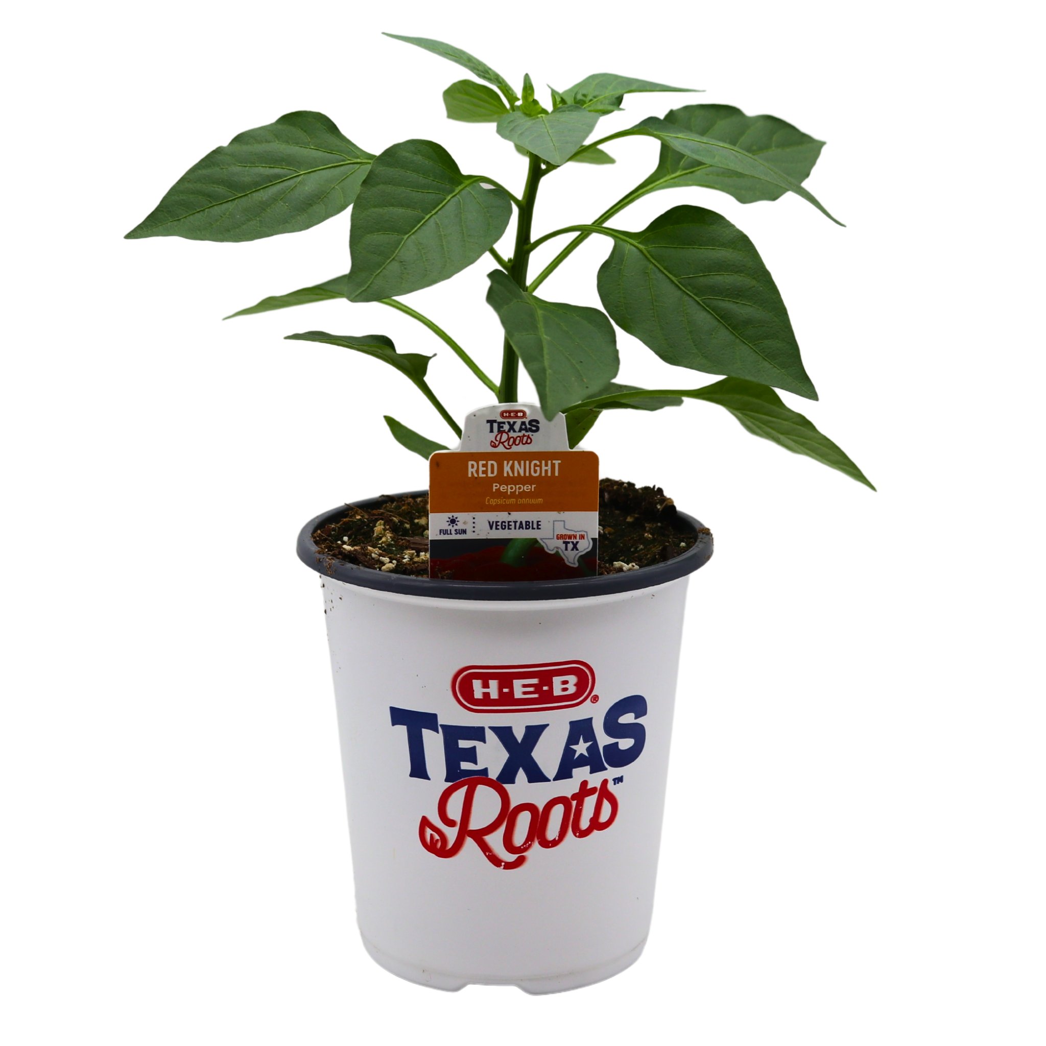 H-E-B Texas Roots Red Knight Pepper Plant - Shop Potted plants at H-E-B