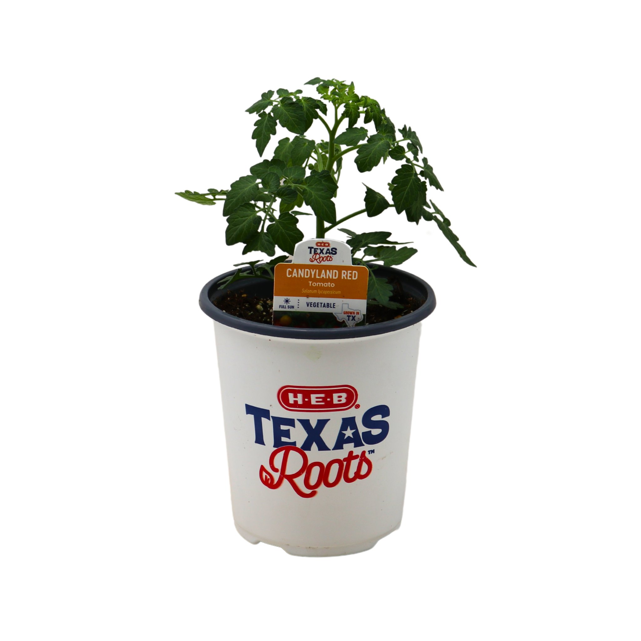 H-E-B Texas Roots Candyland Red Tomato Plant - Shop Potted plants at H-E-B