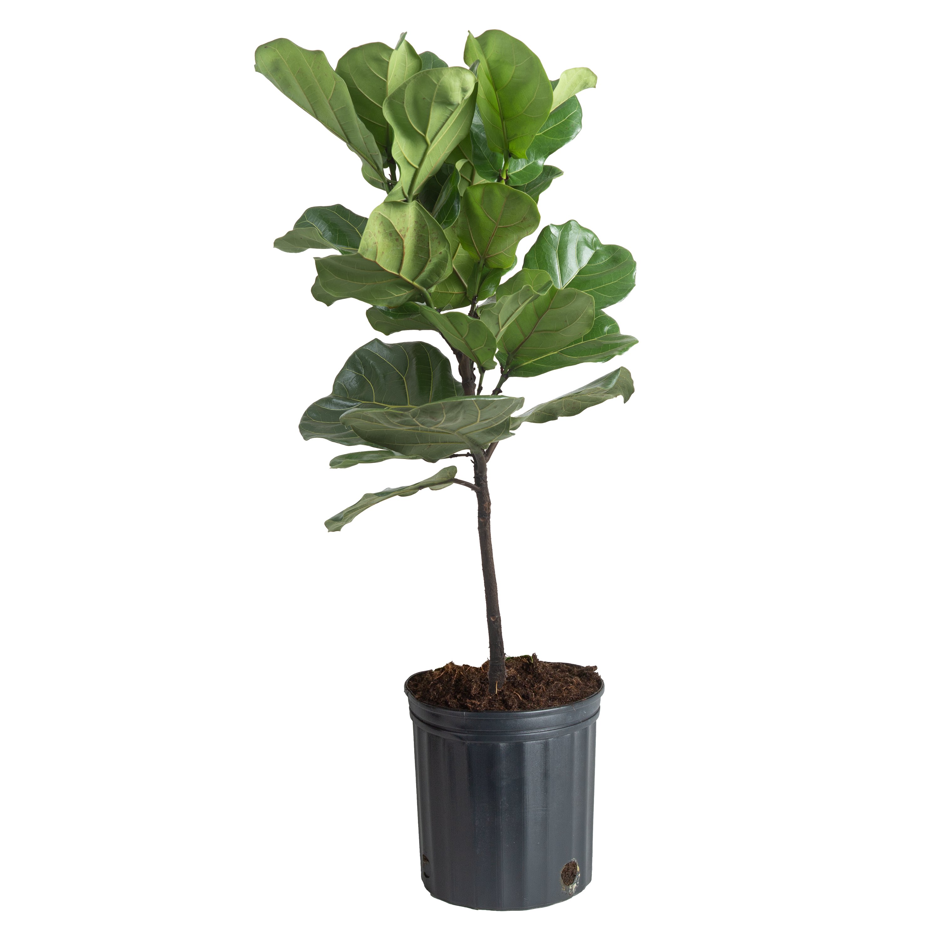 Costa Farms Fiddle Leaf Fig - Shop Potted plants at H-E-B