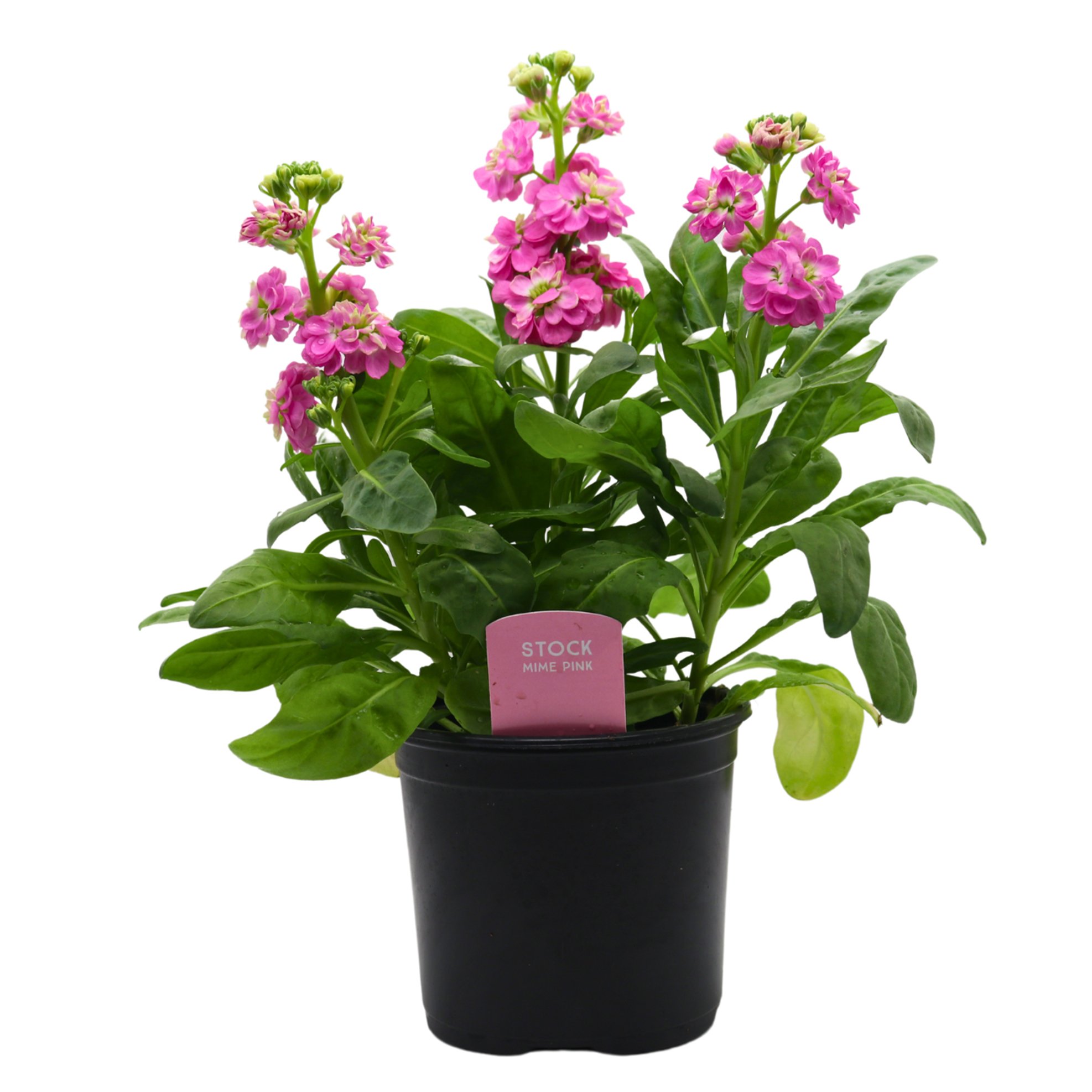 Stock Mime - Pink - Shop Potted plants at H-E-B