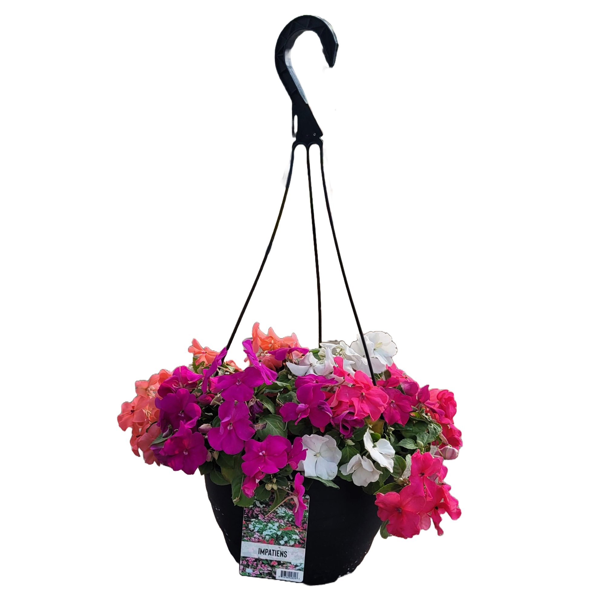 Theut's Impatiens Mix Hanging Basket - Shop Potted plants at H-E-B