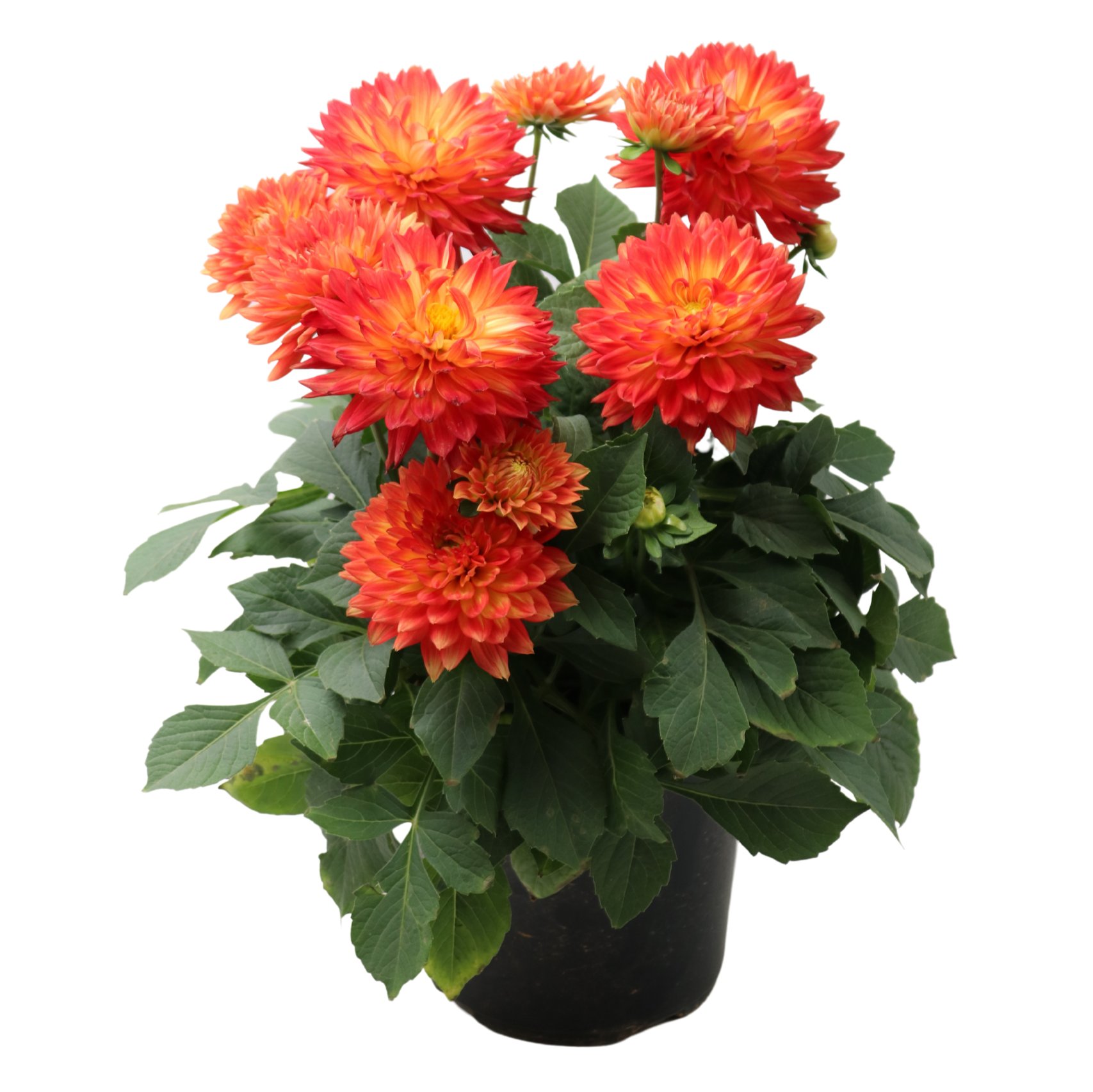 Spring Creek Growers Labella Maggiore Fun Flame Dahlia - Shop Potted ...