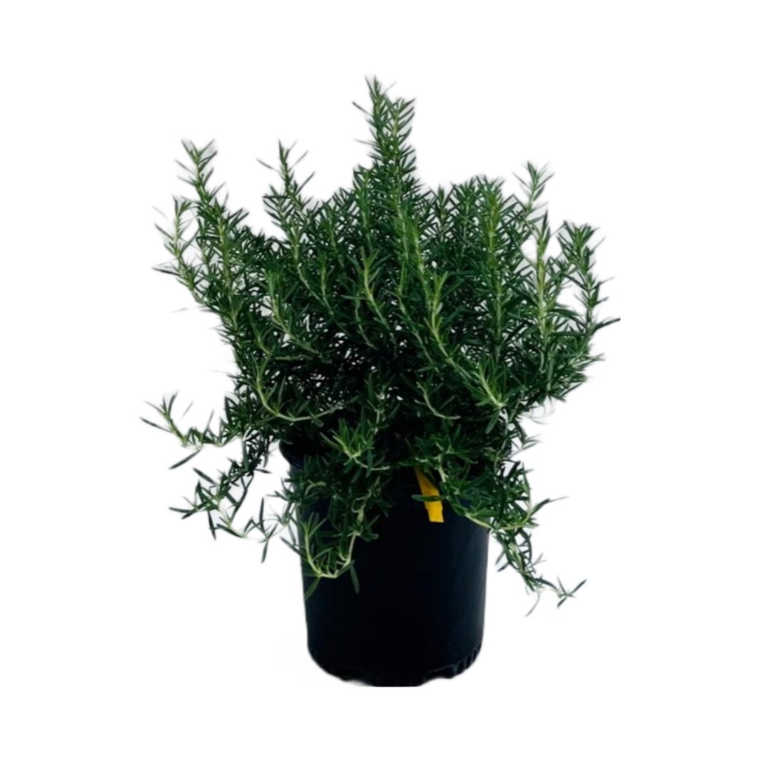 Greenleaf Nursery Huntington Carpet - Shop Potted plants at H-E-B